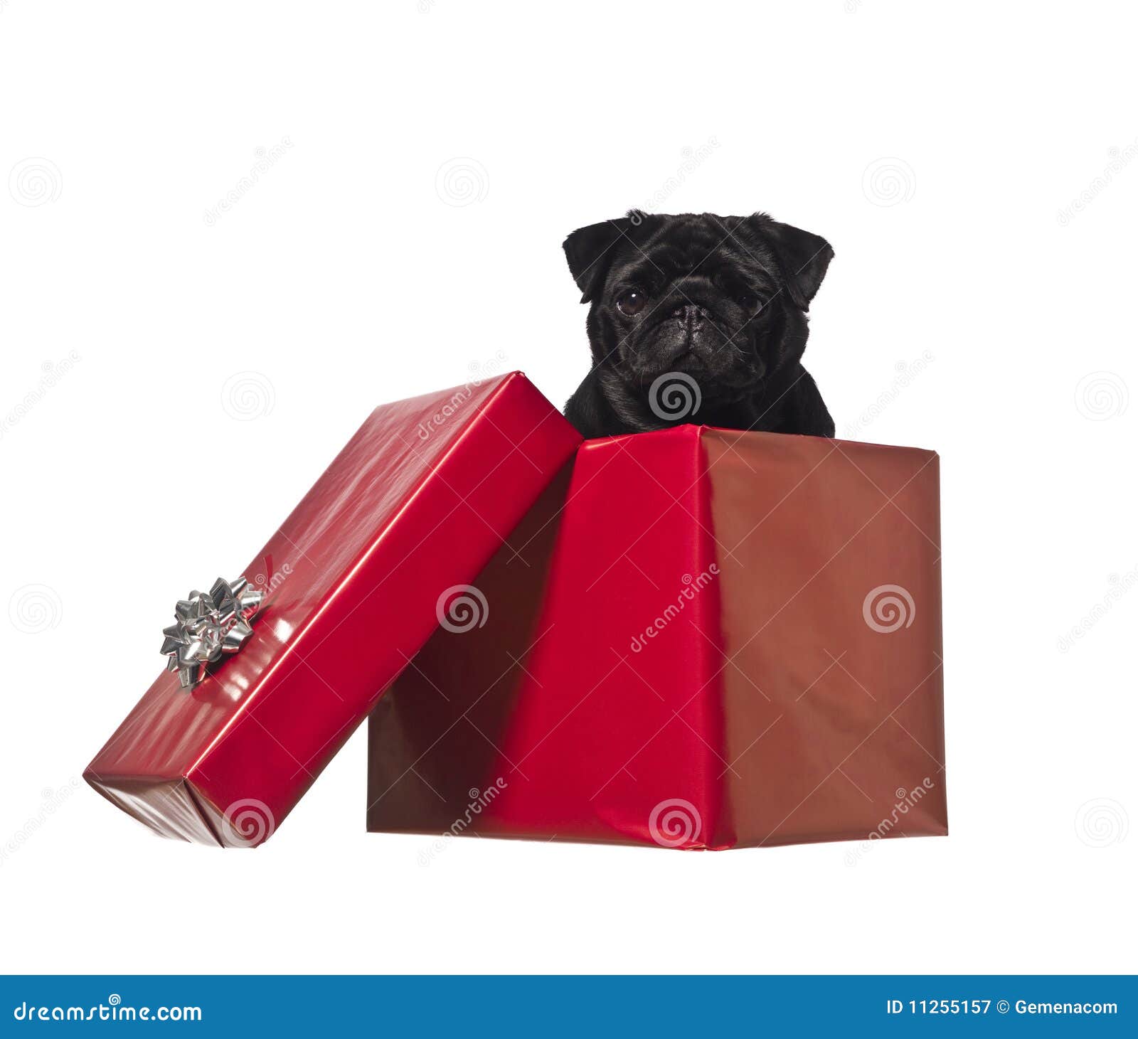 Dog in a gift box stock image. Image of peeking, small - 11255157
