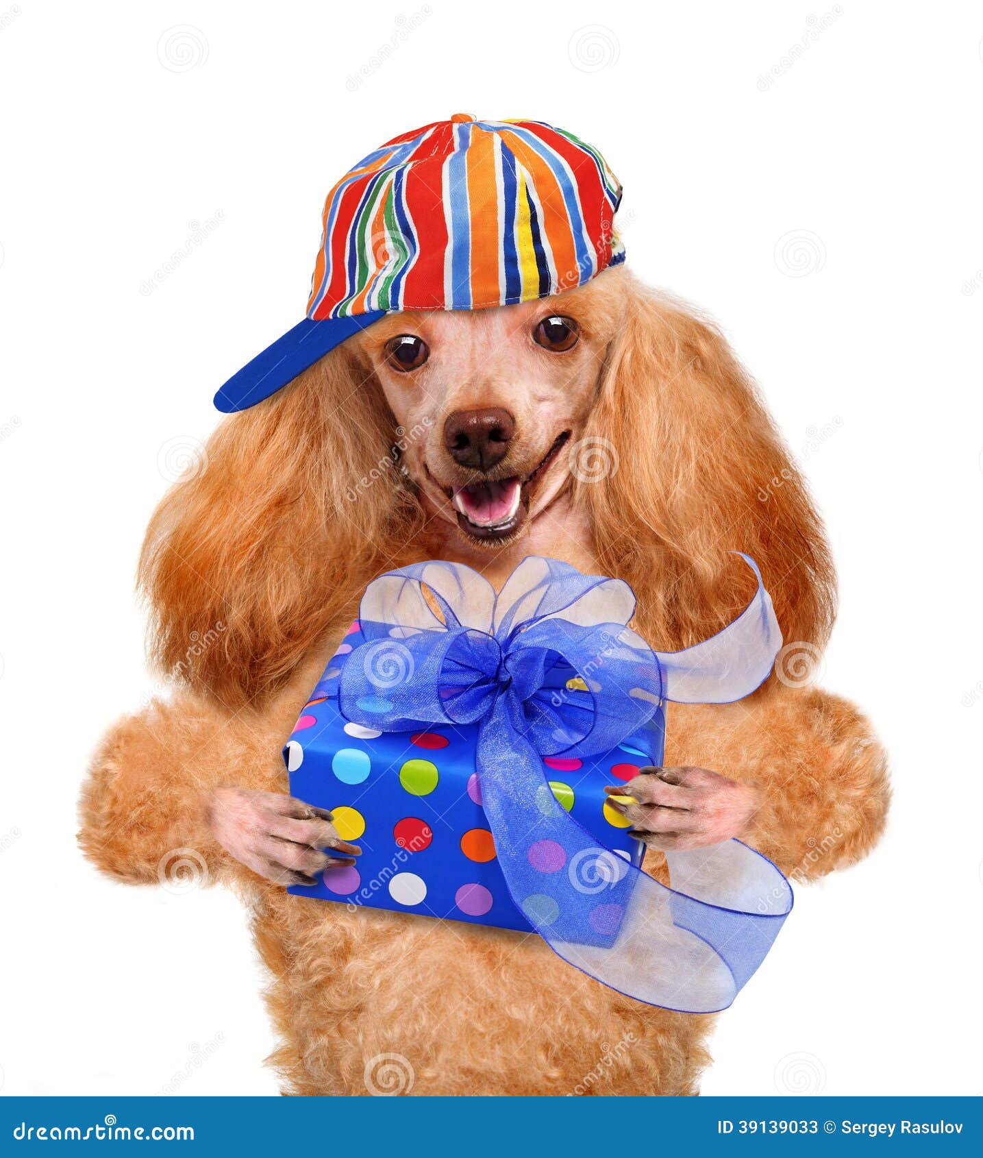 Dog with gift box stock image. Image of doggy, purebred - 39139033