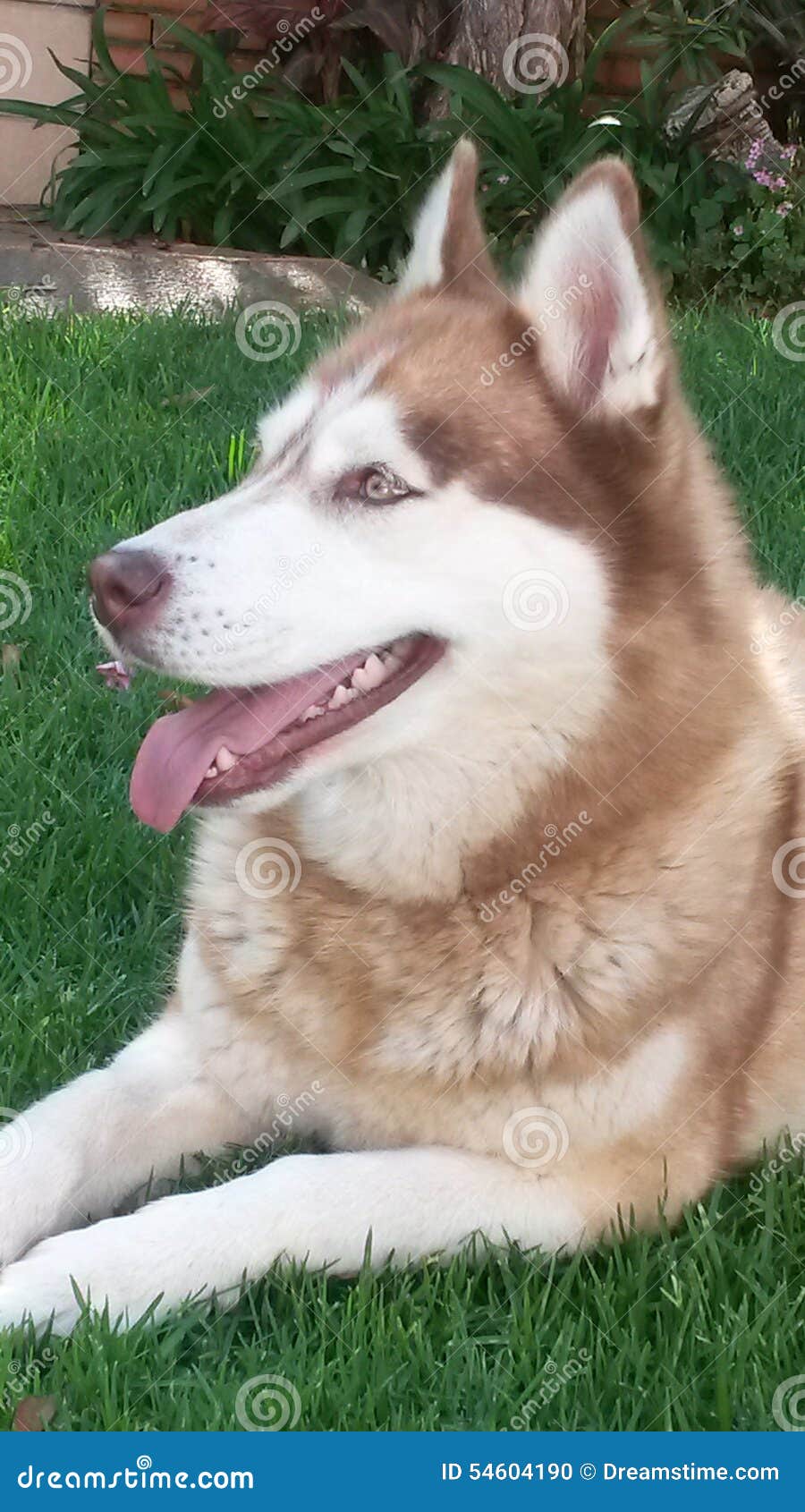 Dog stock photo. Image of wallpaper, husky, ginger, siberian - 54604190