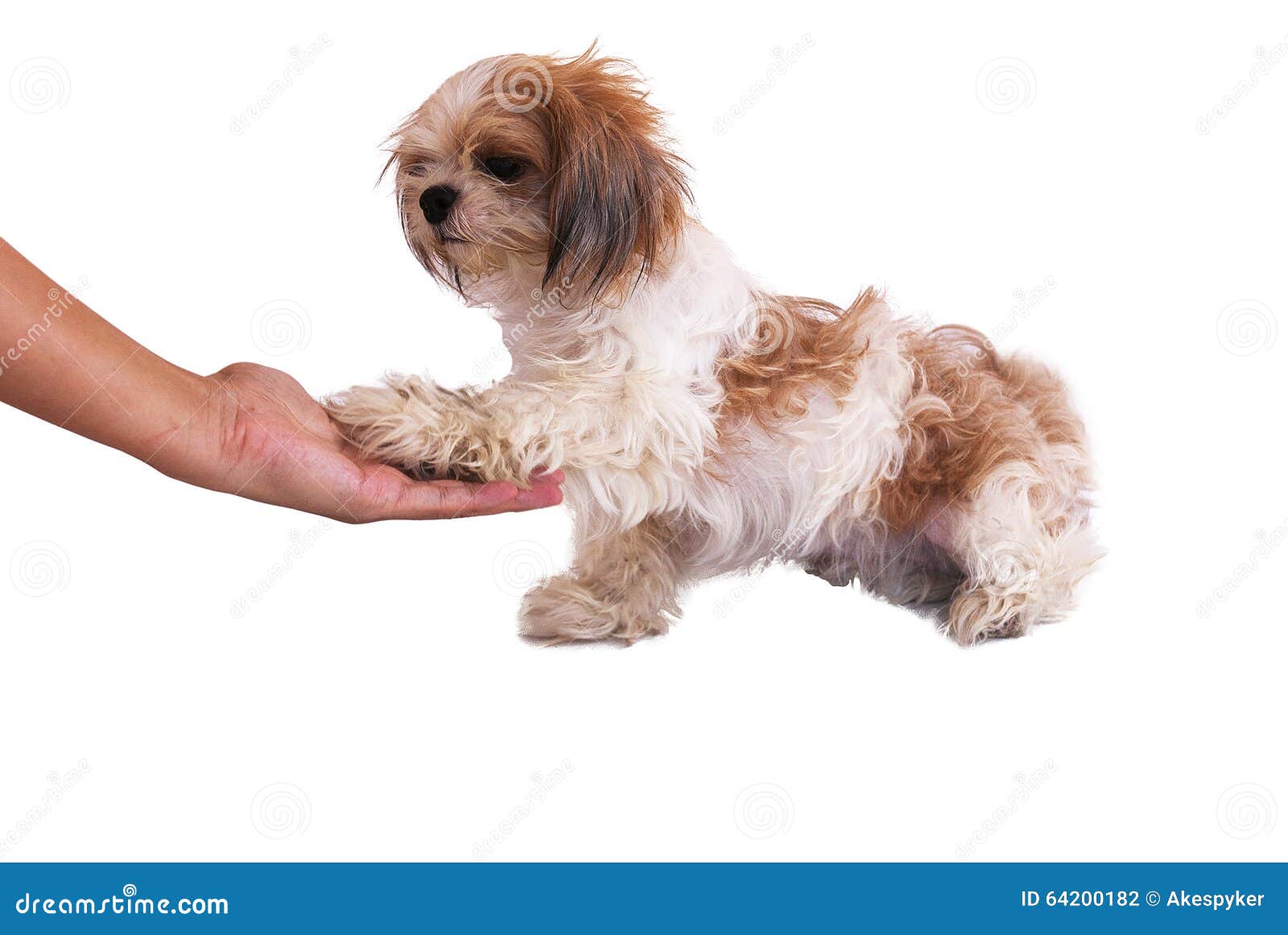 Dog Give Hand Isolated on White Stock Photo - Image of animal, isolated ...