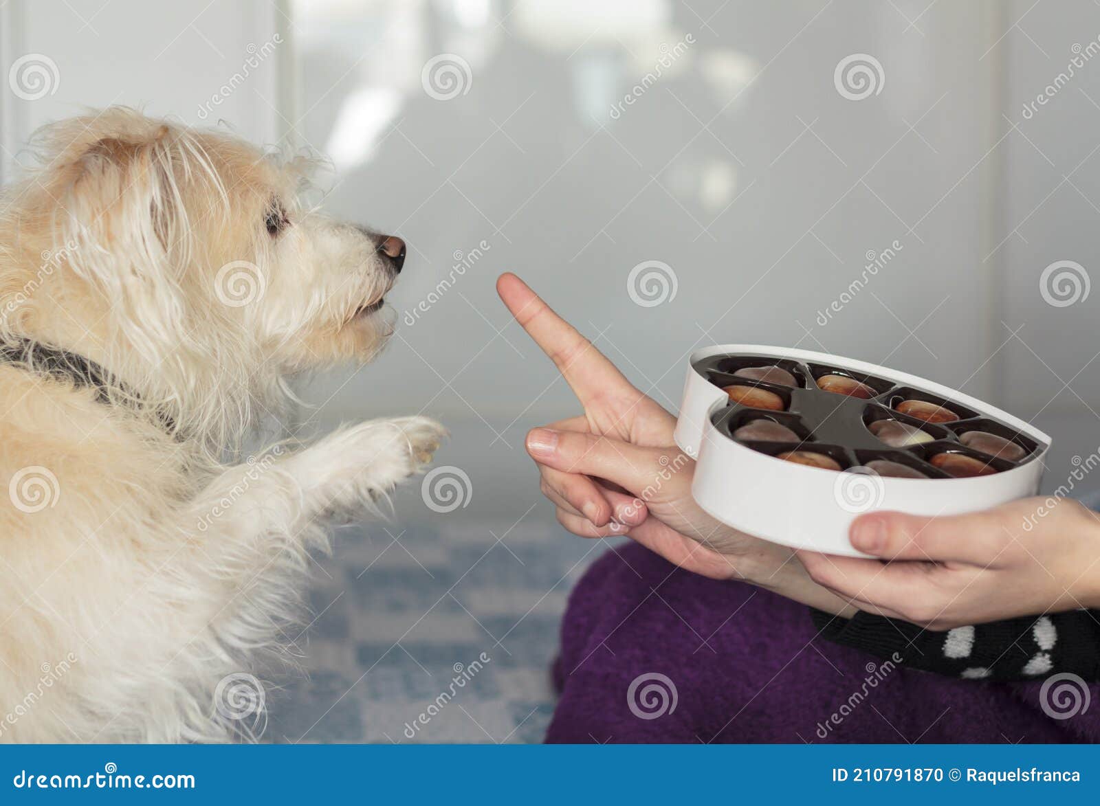 Dog Giving Paw Asking for Chocolate Stock Photo - Image of heartshaped ...