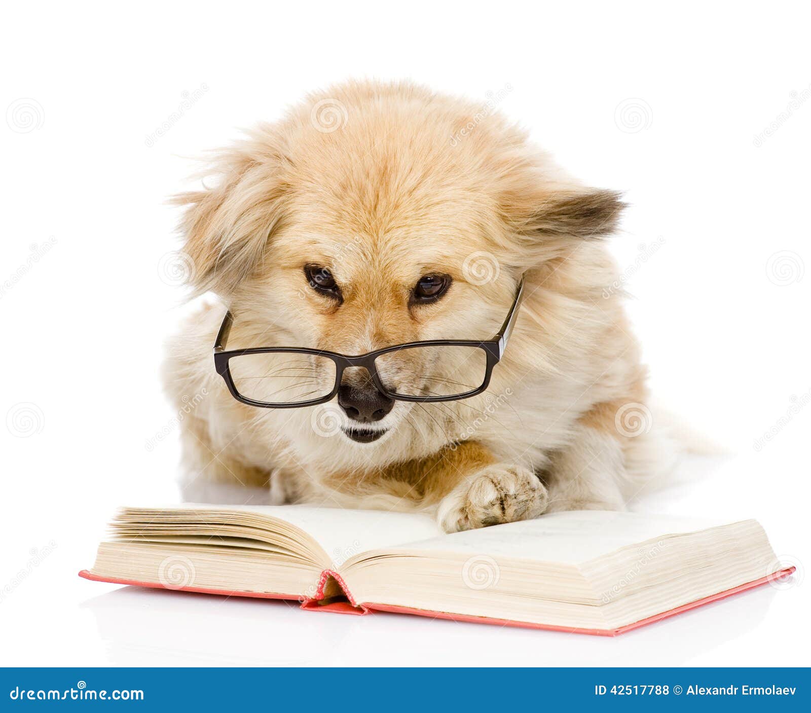 Dog in glasses read book. stock photo. Image of education - 42517788
