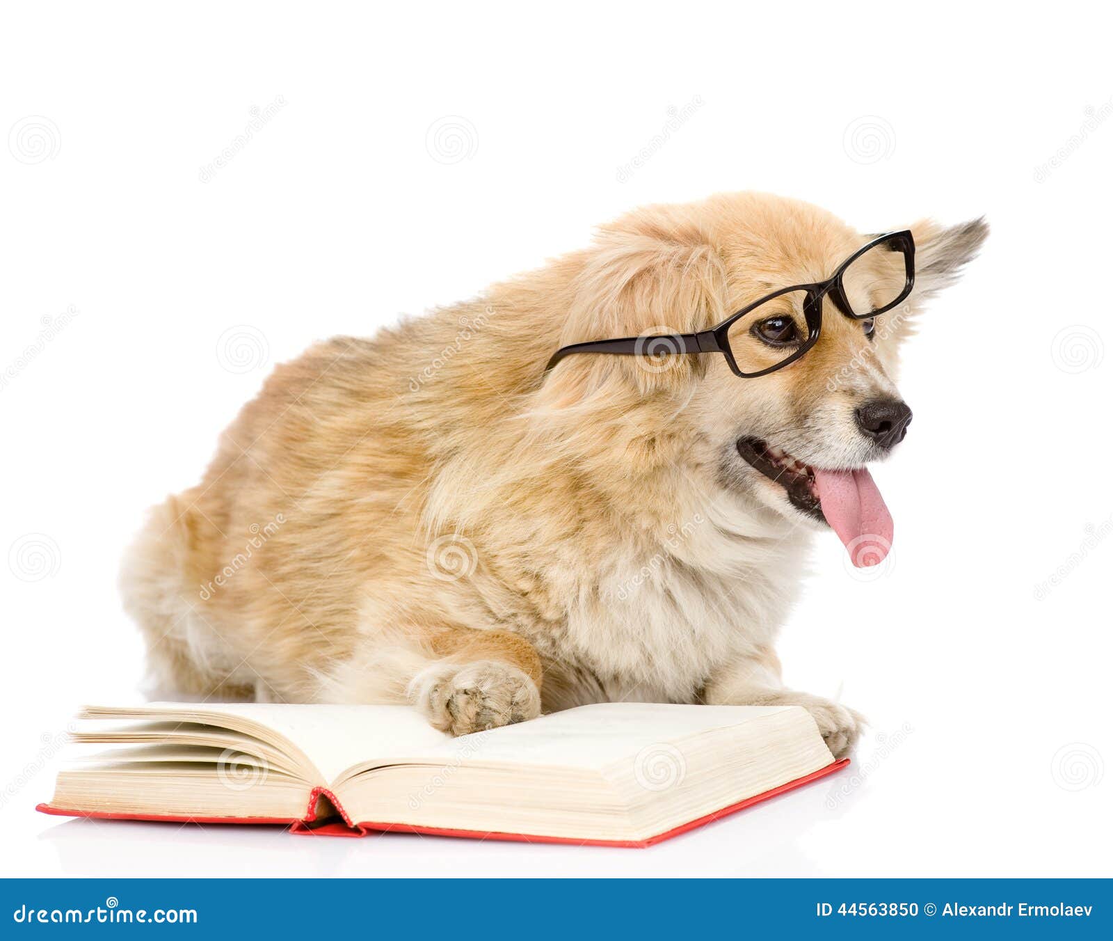 Dog in Glasses Read Book. Looking at Camera Stock Photo - Image of care ...
