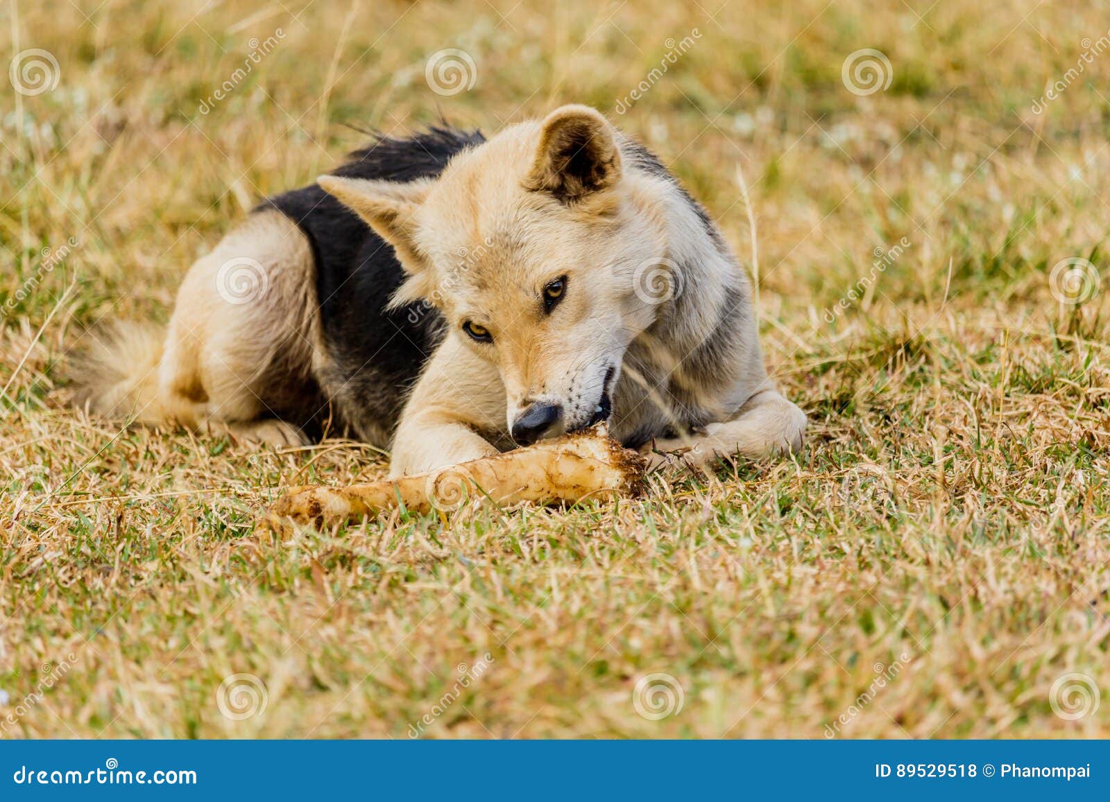 Dog Gnawing on a Bone in the Grass. Stock Photo - Image of eating ...