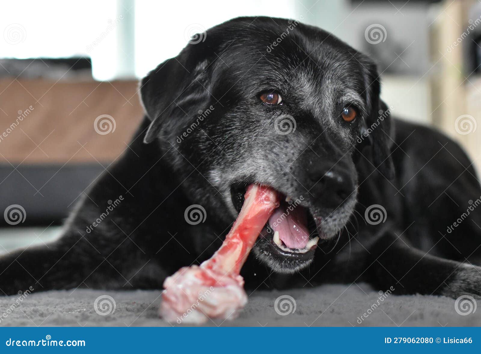Dog Gnaws on a Raw Large Bone Stock Photo - Image of mammal, purebred ...