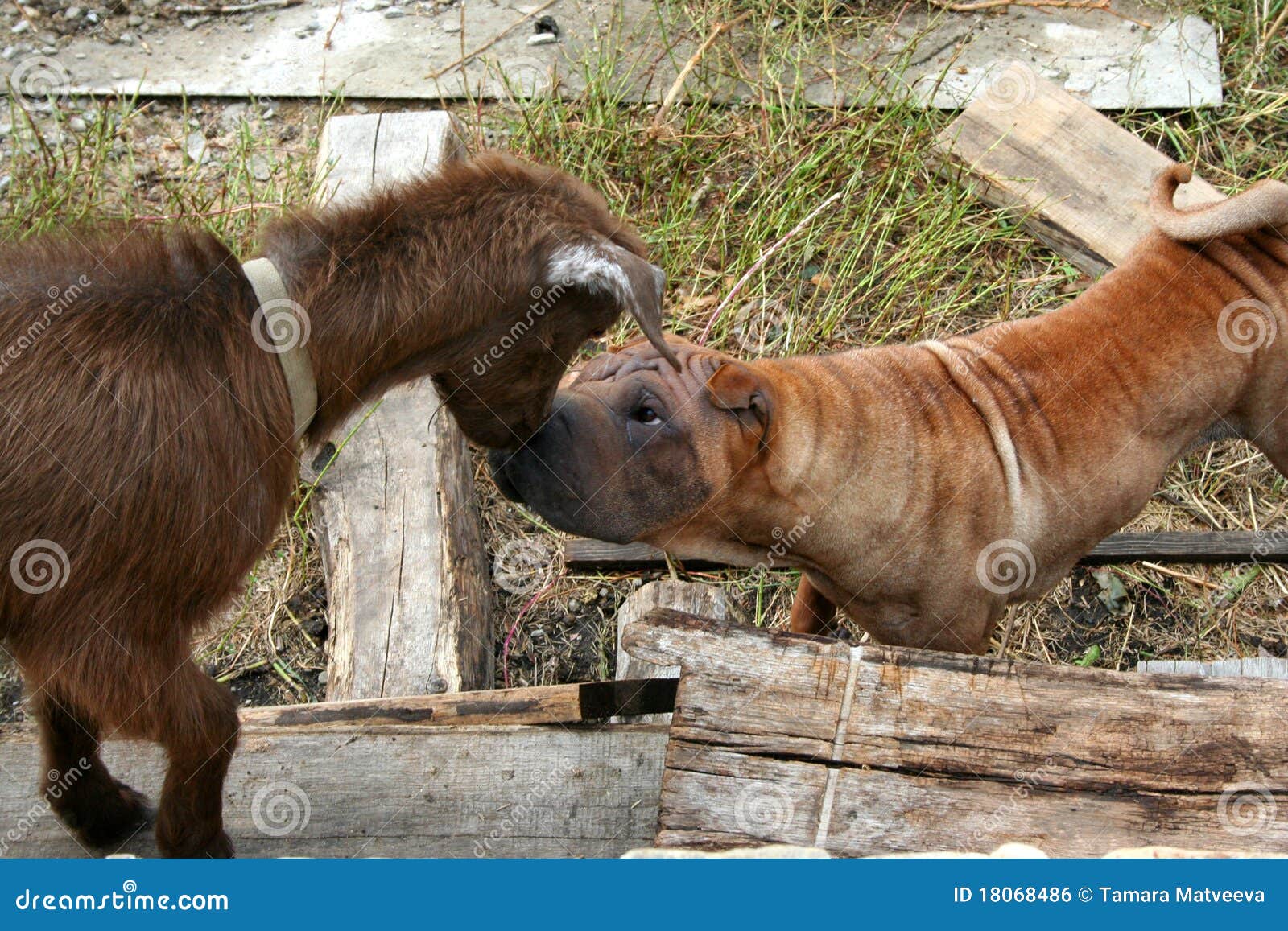 Dog and goat stock photo. Image of hair, shar, grass - 18068486