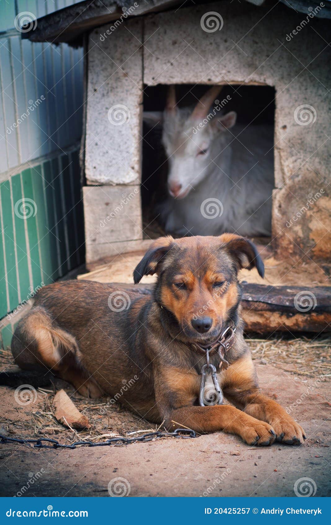 The dog and the goat stock image. Image of home, village - 20425257