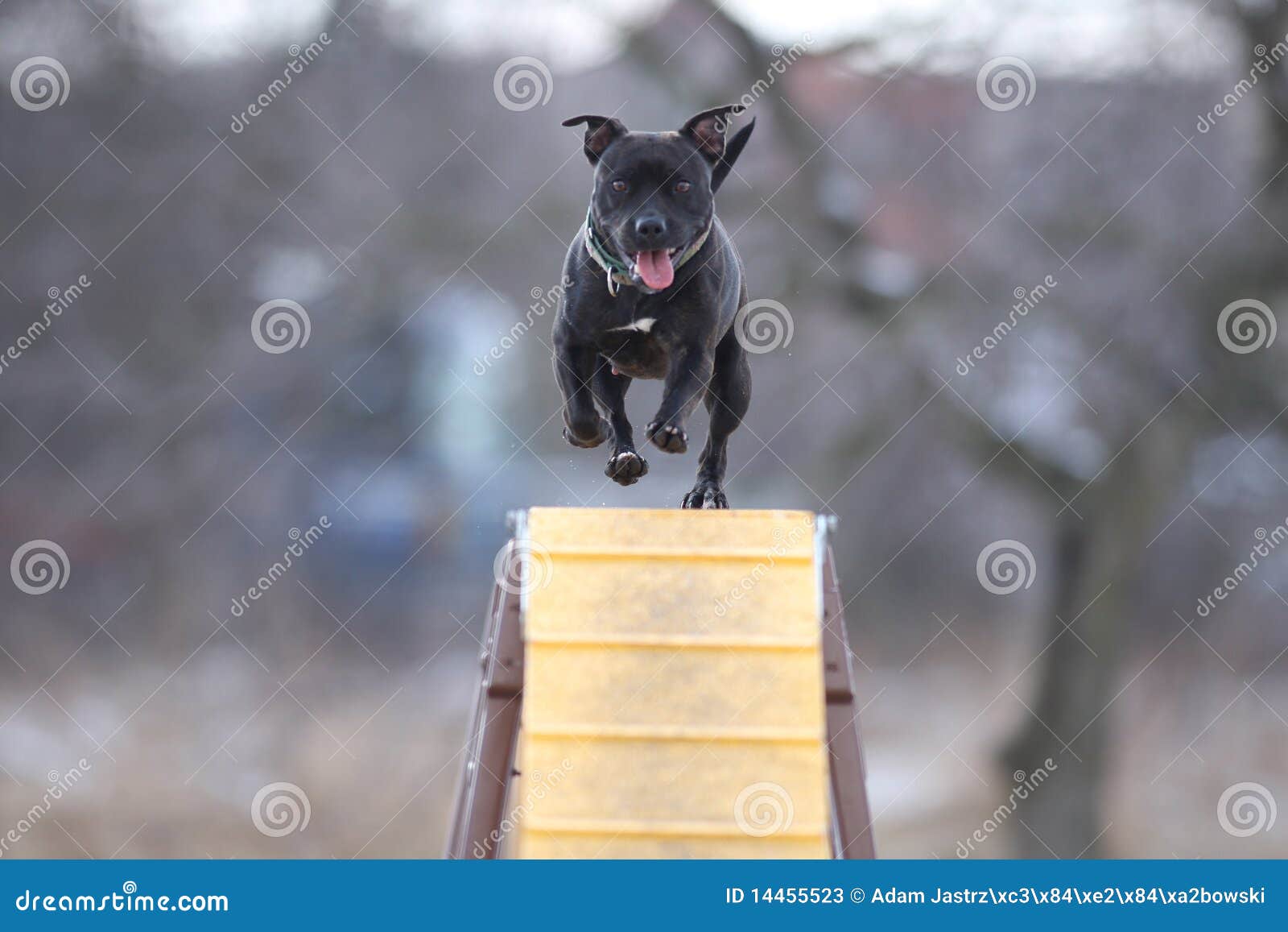 Dog is Going Over the Bridge Stock Image - Image of enjoy, sport: 14455523