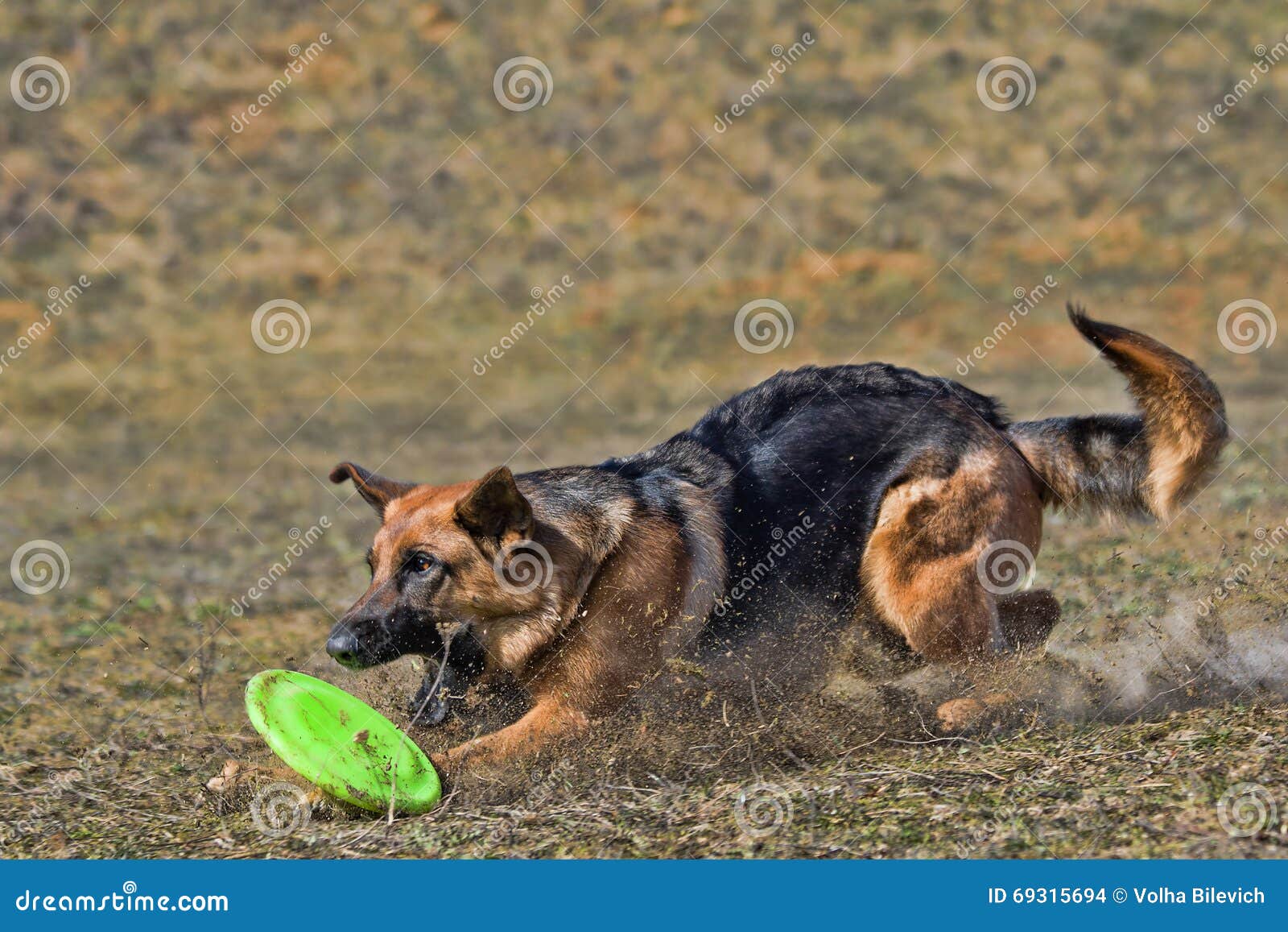Dog is going to play disc stock photo. Image of cheerful - 69315694