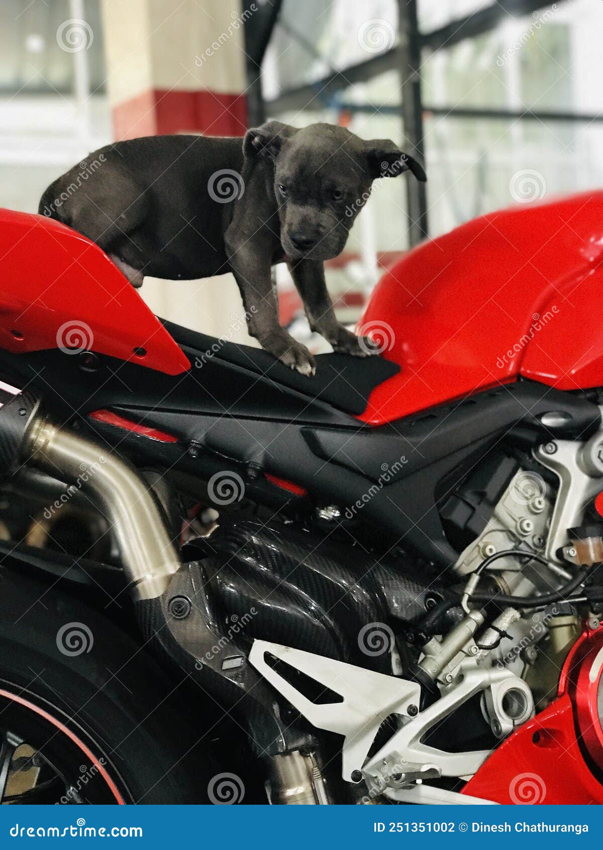 Dog stock photo. Image of bike, ride, ducati - 251351002