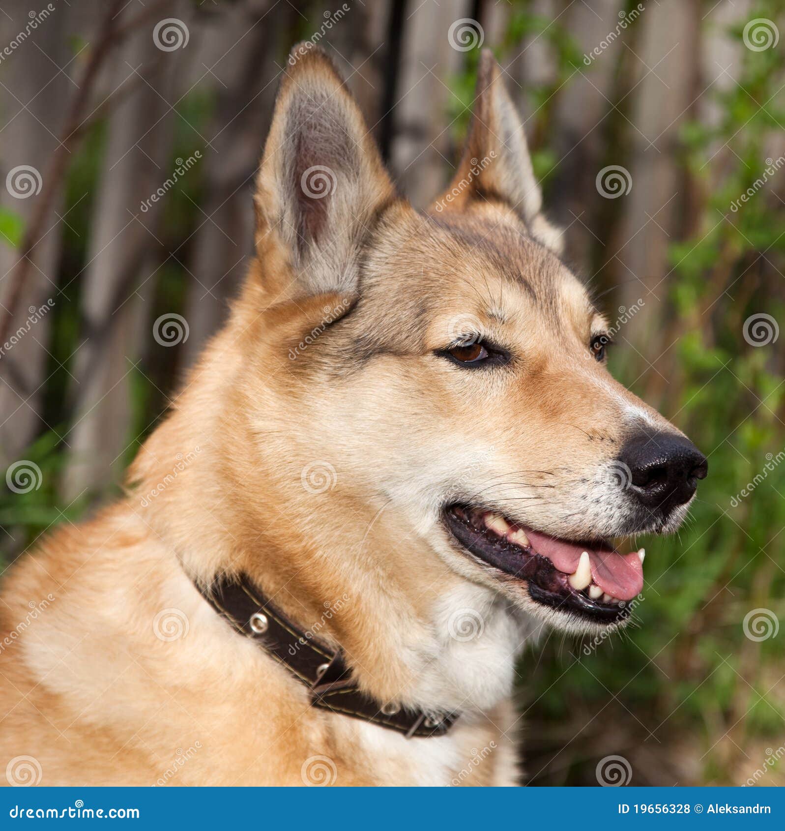 A dog in a good mood stock photo. Image of sign, intelligent - 19656328