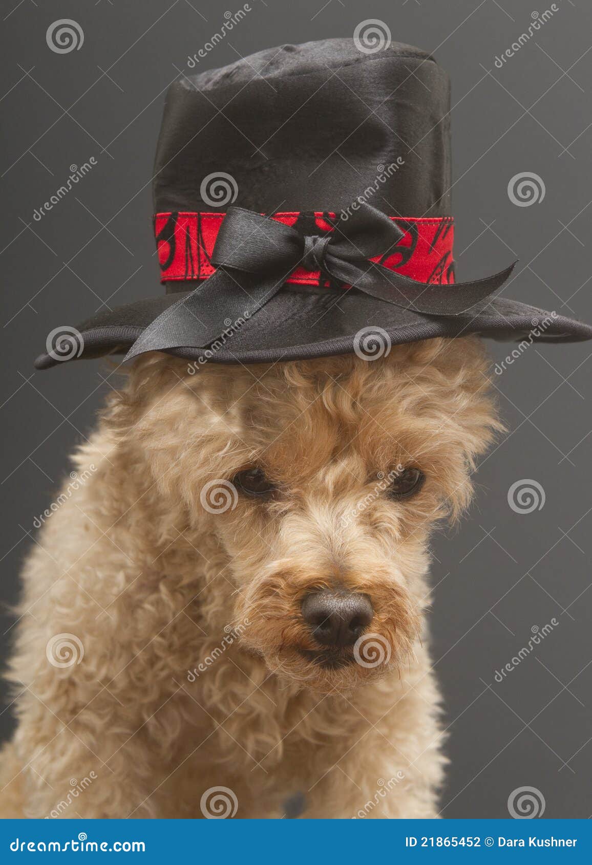 Dog with Goth Hat stock photo. Image of fashion, pets - 21865452