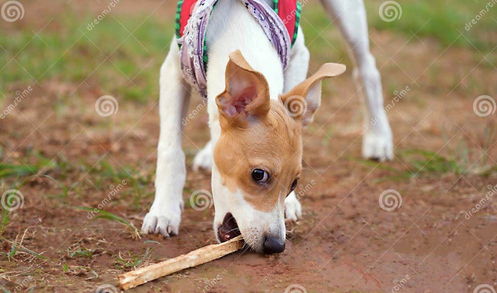 Dog grabbing a stick stock photo. Image of hound, sports - 188910054