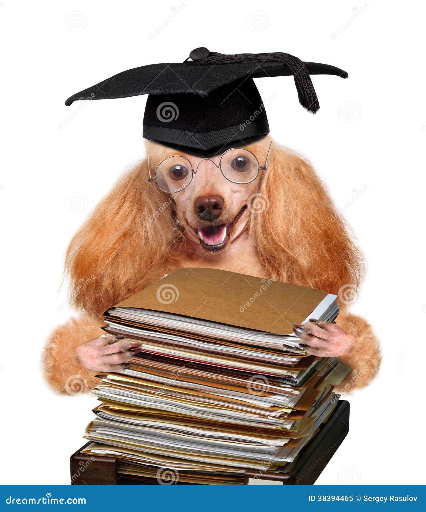 Dog graduate stock image. Image of professor, isolated - 38394465