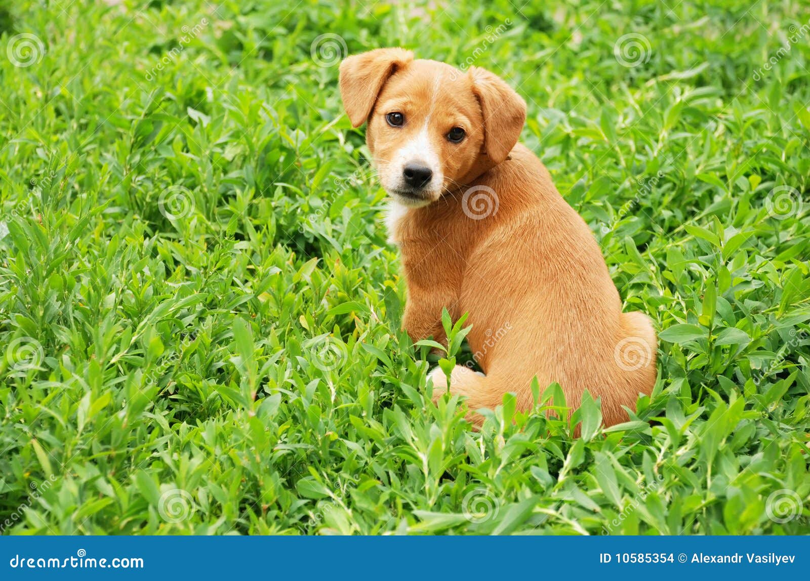 Dog in grass stock photo. Image of animal, purebred, close - 10585354
