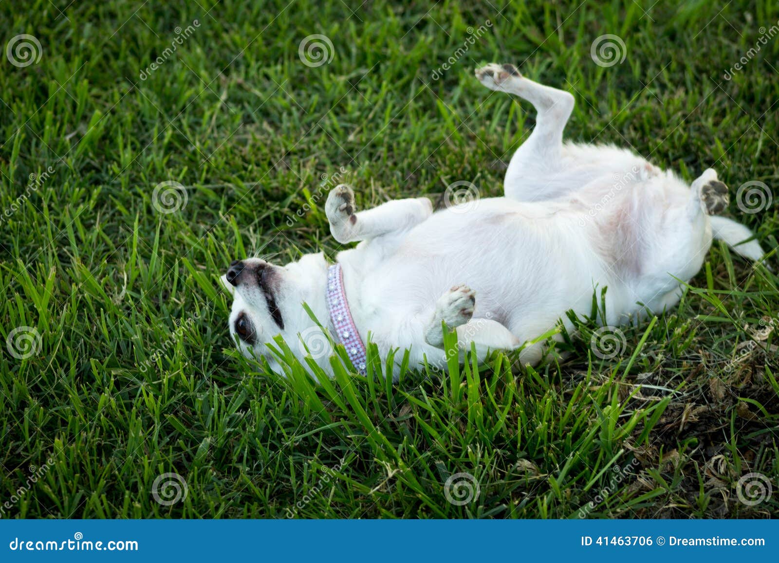 Dog in Grass stock photo. Image of dirt, rolling, happy - 41463706
