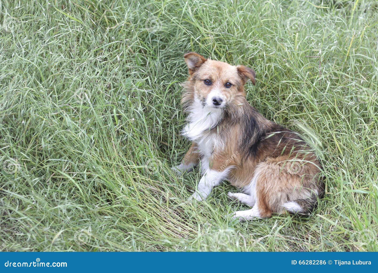 Dog in the grass stock photo. Image of adorable, happy - 66282286