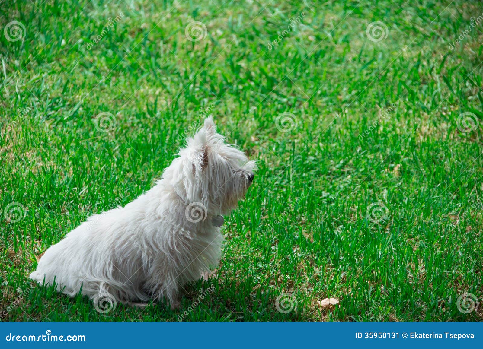 Dog on grass stock image. Image of cute, white, grass - 35950131