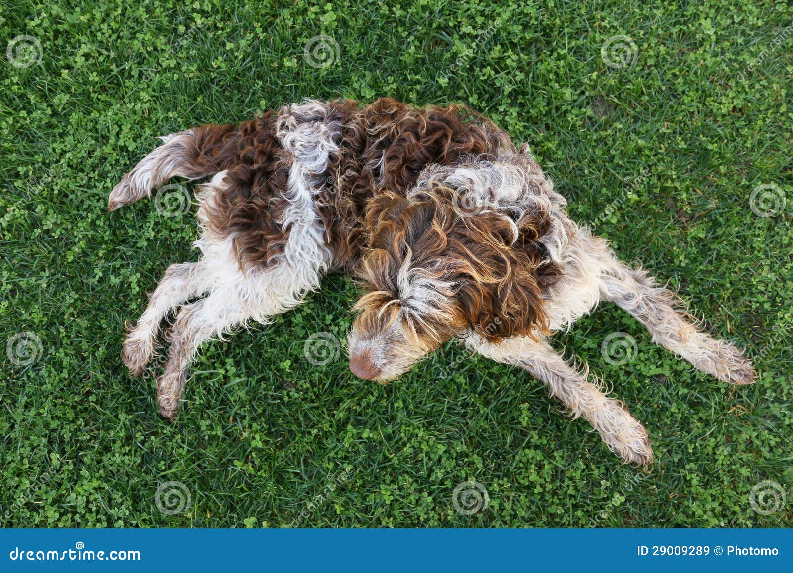 Dog on grass - Top view stock image. Image of tired, exausted - 29009289