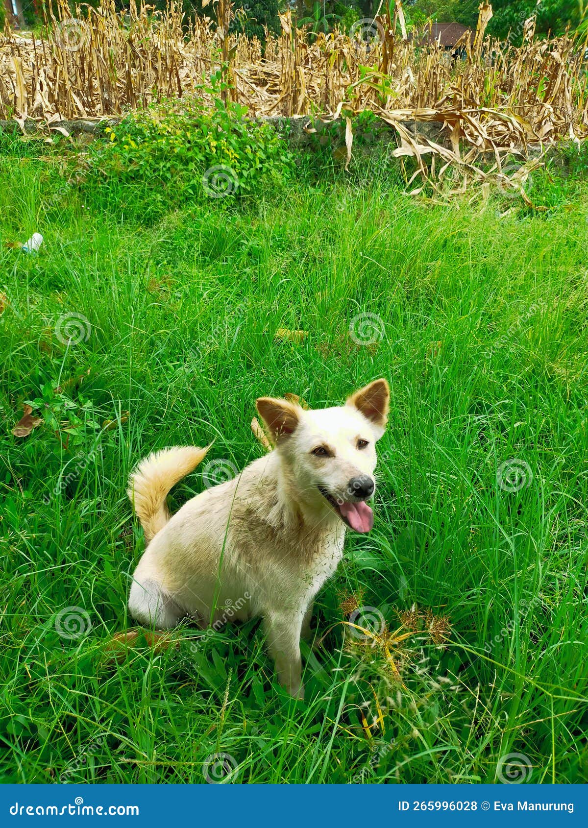 Dog in the grassy terrace stock photo. Image of white - 265996028