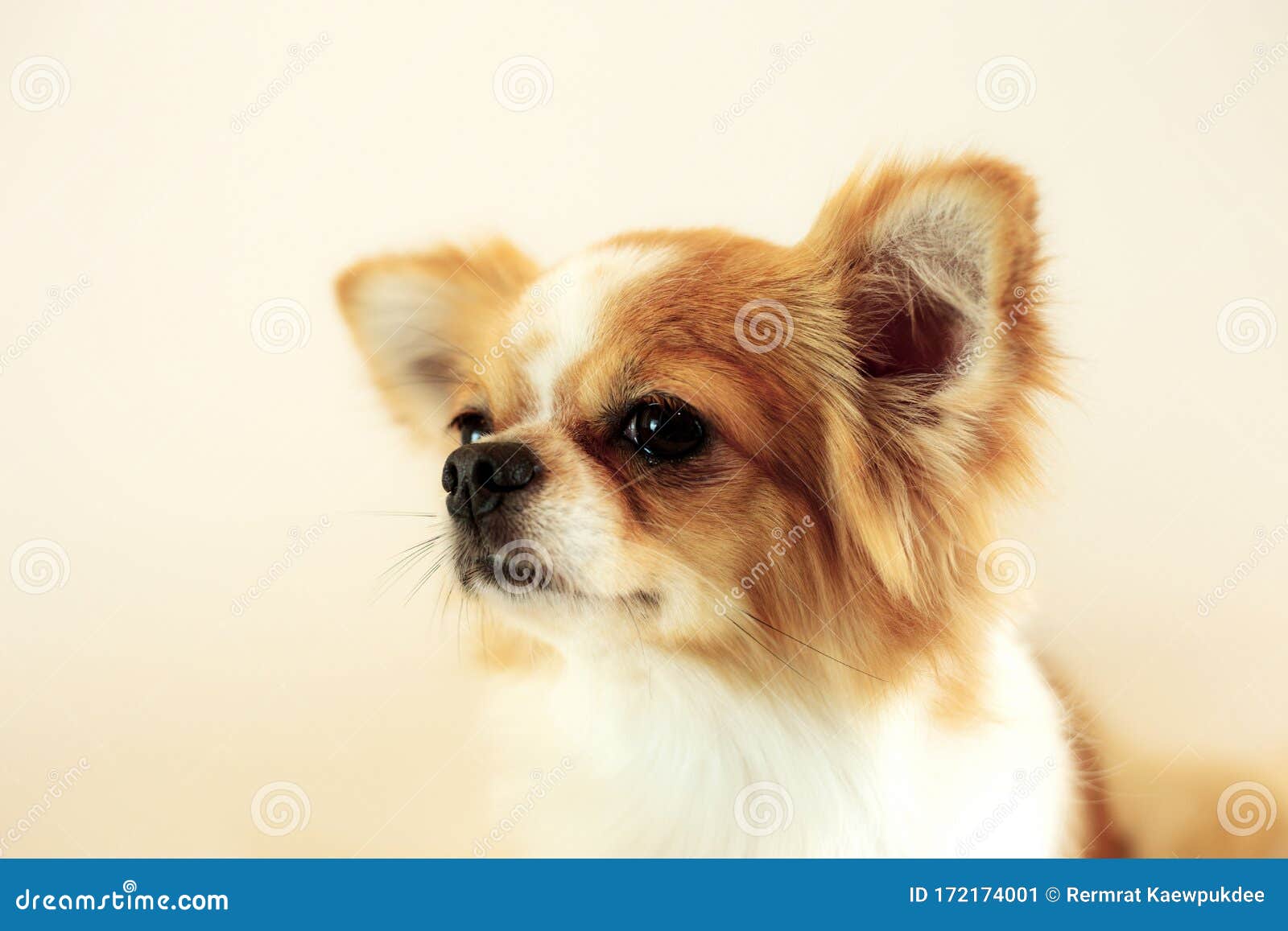 Dog with gray background stock image. Image of love - 172174001