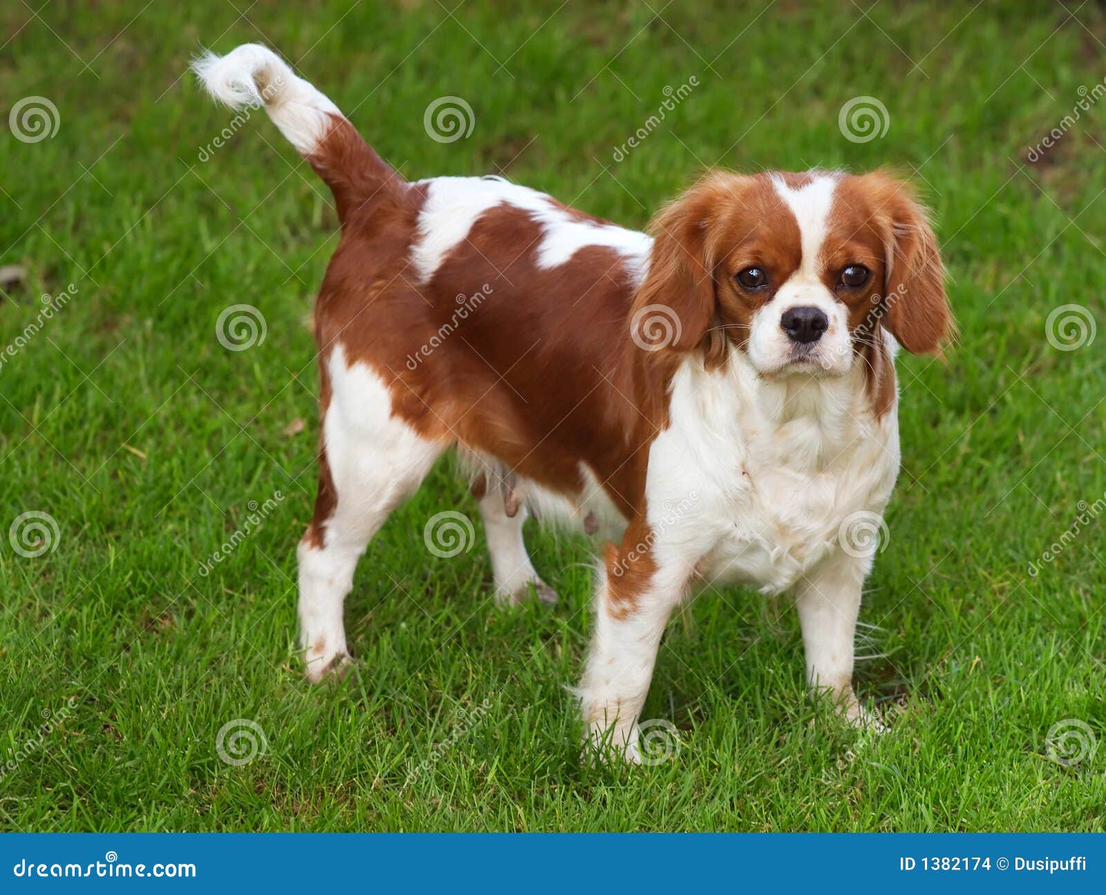 Dog on green grass stock photo. Image of standing, king - 1382174