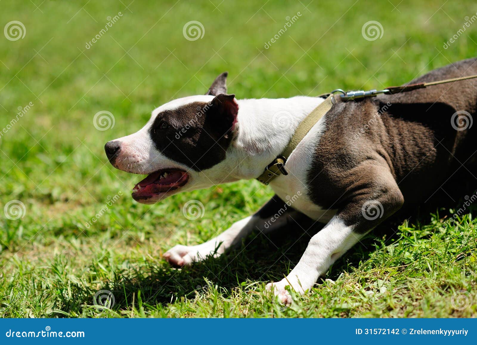 Dog on green grass stock photo. Image of canine, adorable - 31572142