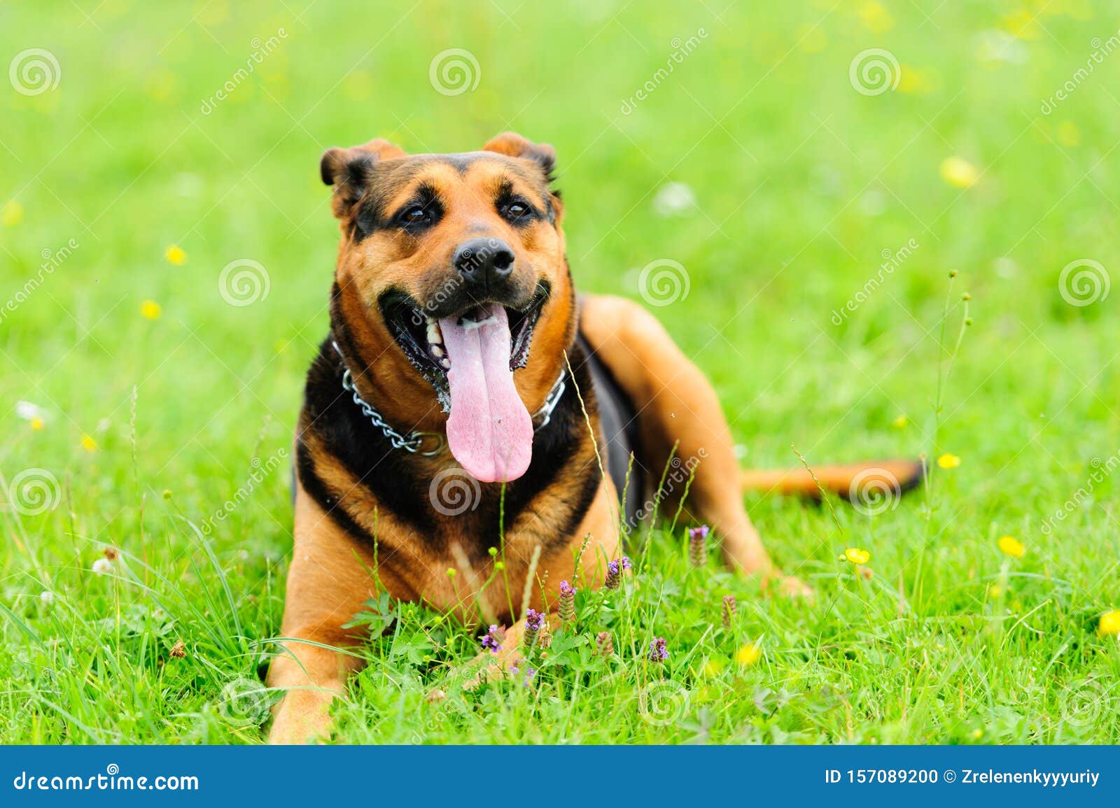 Dog on the green grass stock photo. Image of beauty - 157089200