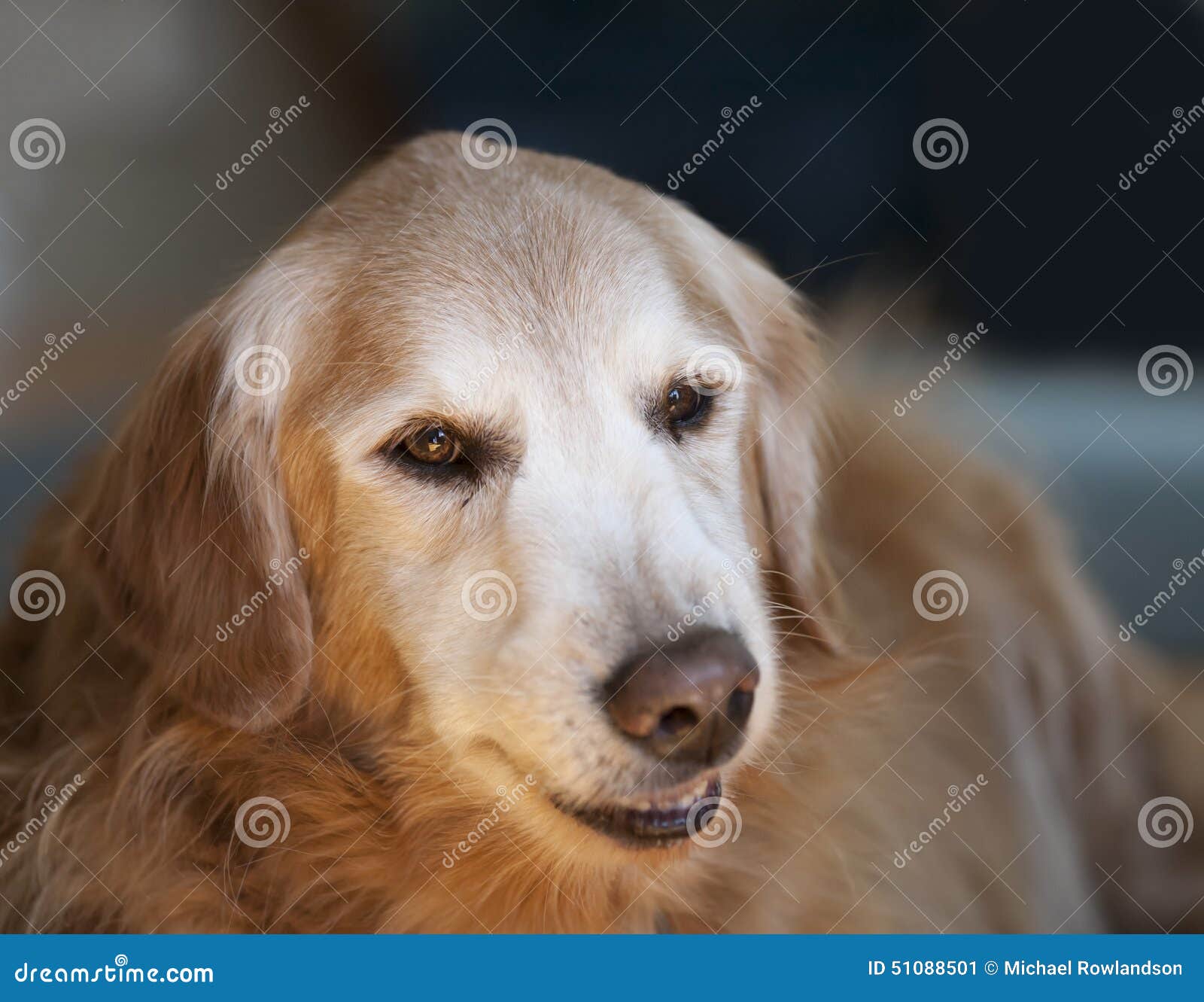 Dog Grinning stock image. Image of trick, grinning, domestic - 51088501