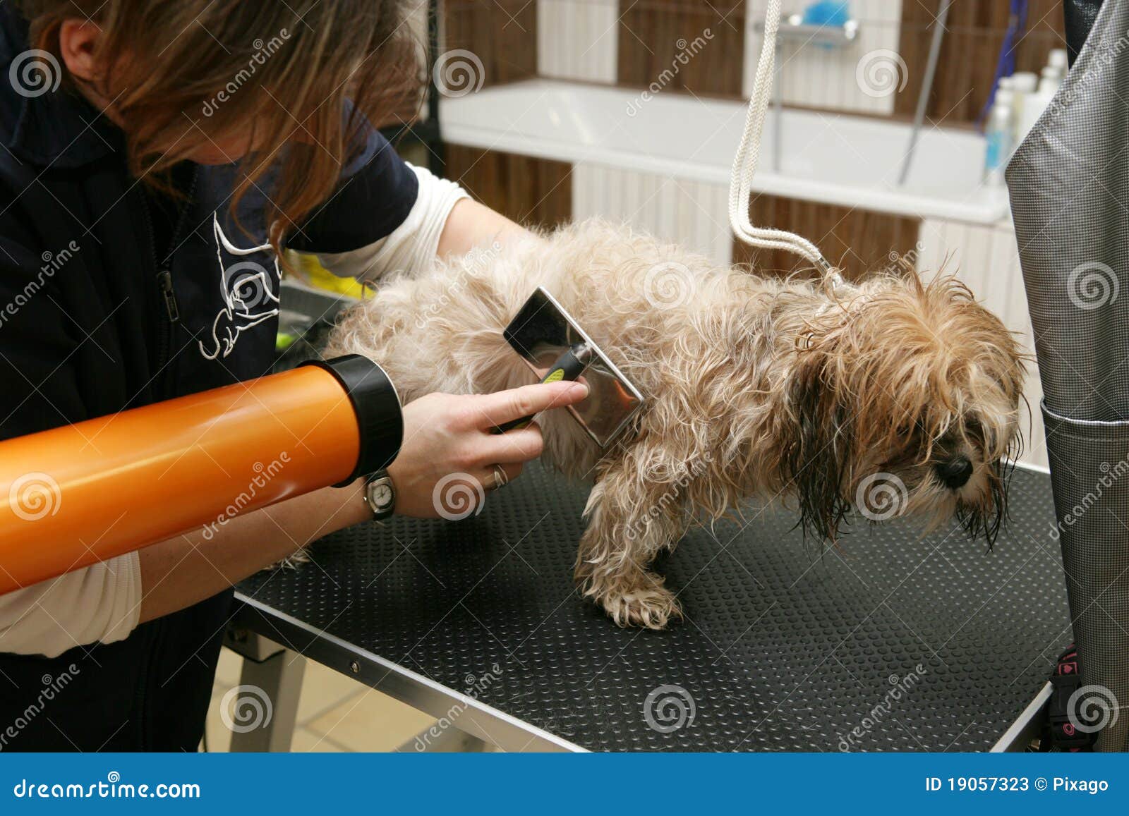 Dog grooming stock image. Image of grooming, bathing - 19057323