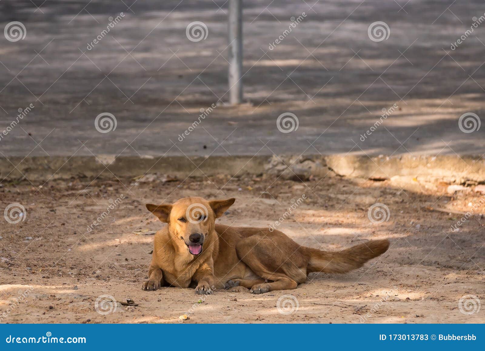 The dog on the ground stock image. Image of sunny, canine - 173013783