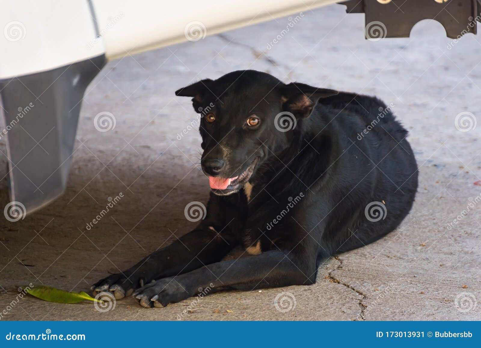 The dog on the ground stock image. Image of nature, green - 173013931