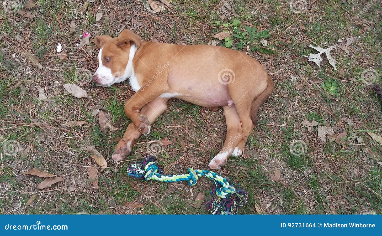 Dog on the Ground & X28;1& X29; Stock Photo - Image of ground, animal ...