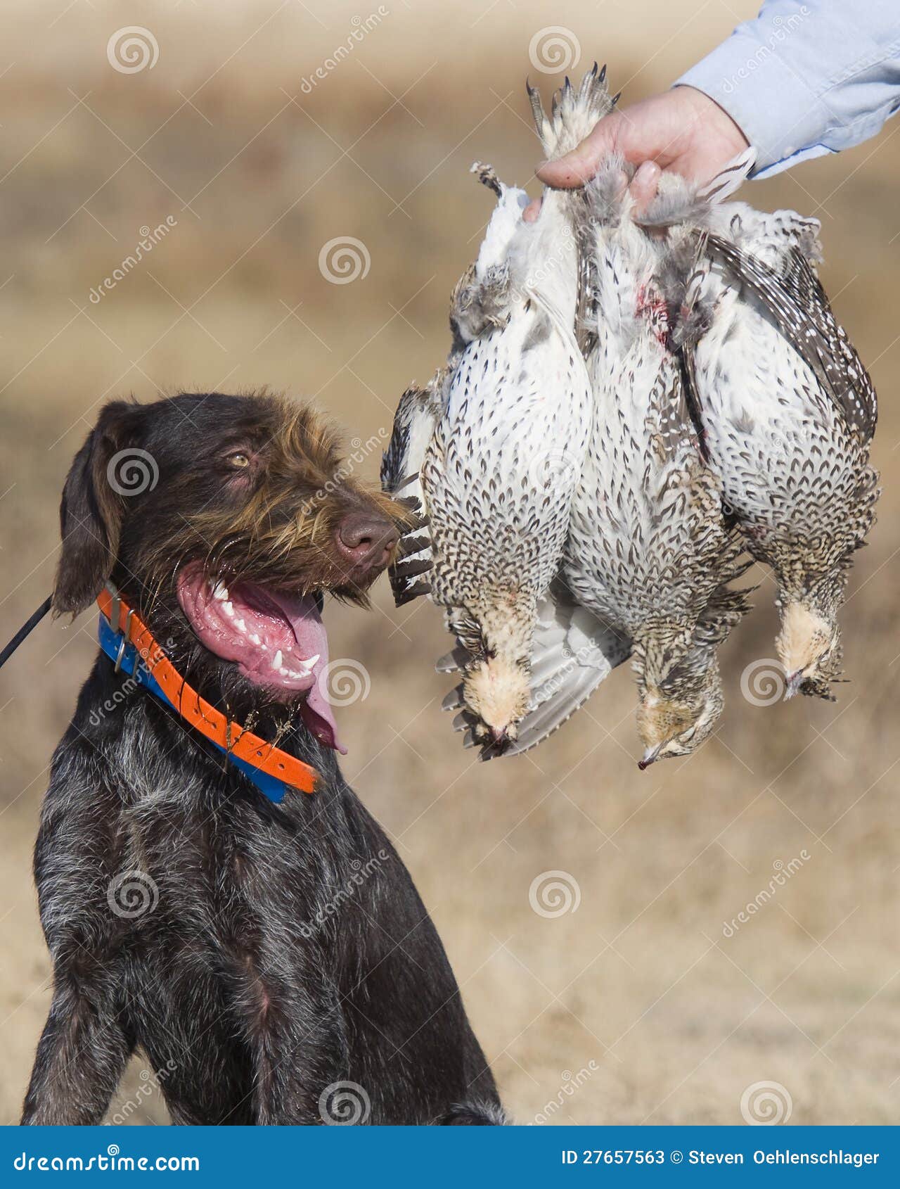 Dog and Grouse stock image. Image of rooster, limit, shotgun - 27657563