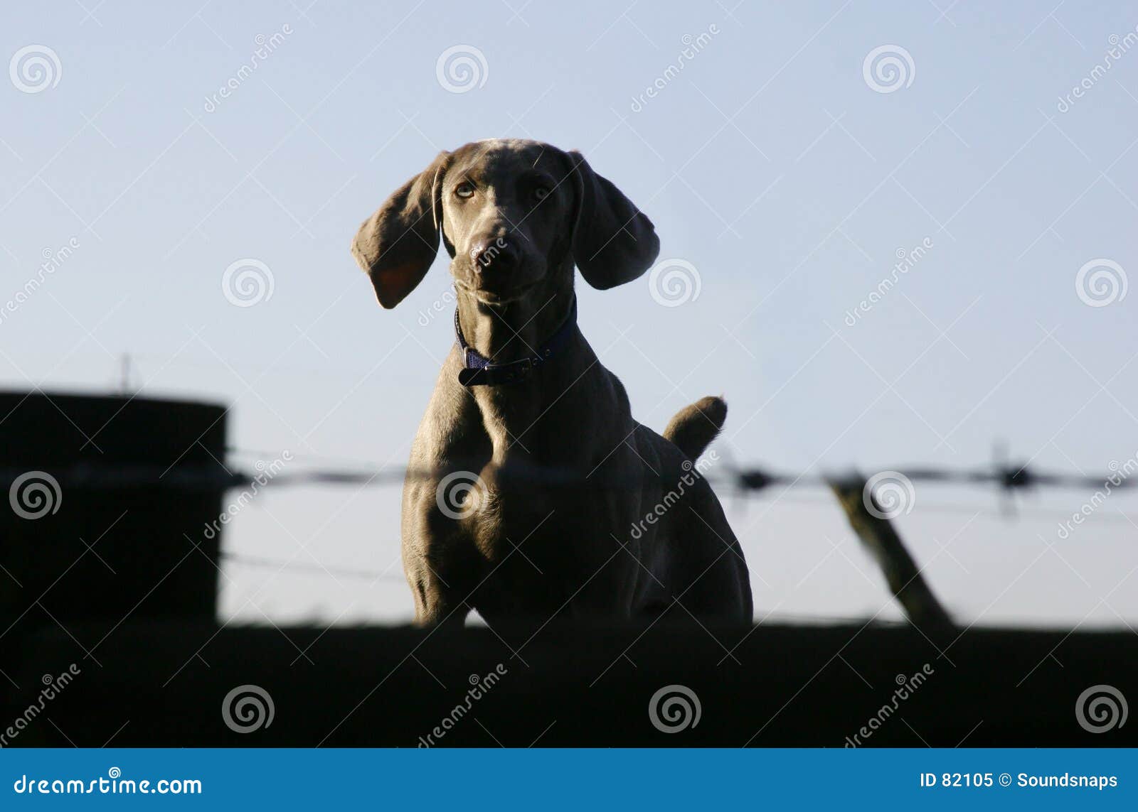Dog on guard stock image. Image of shorthair, loyal, defendor - 82105