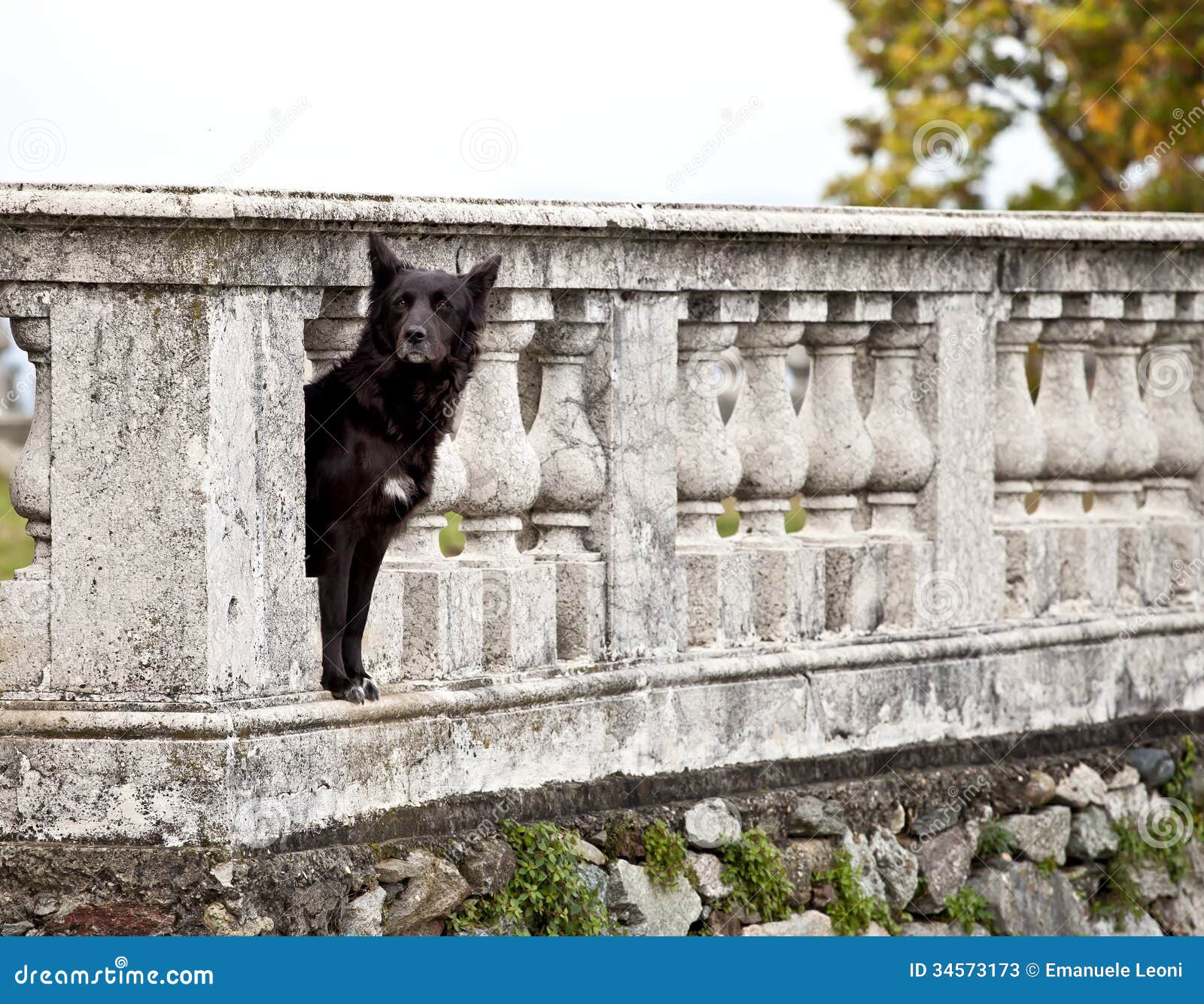 Dog Guarding Castle Property Stock Image - Image of defender, castello ...