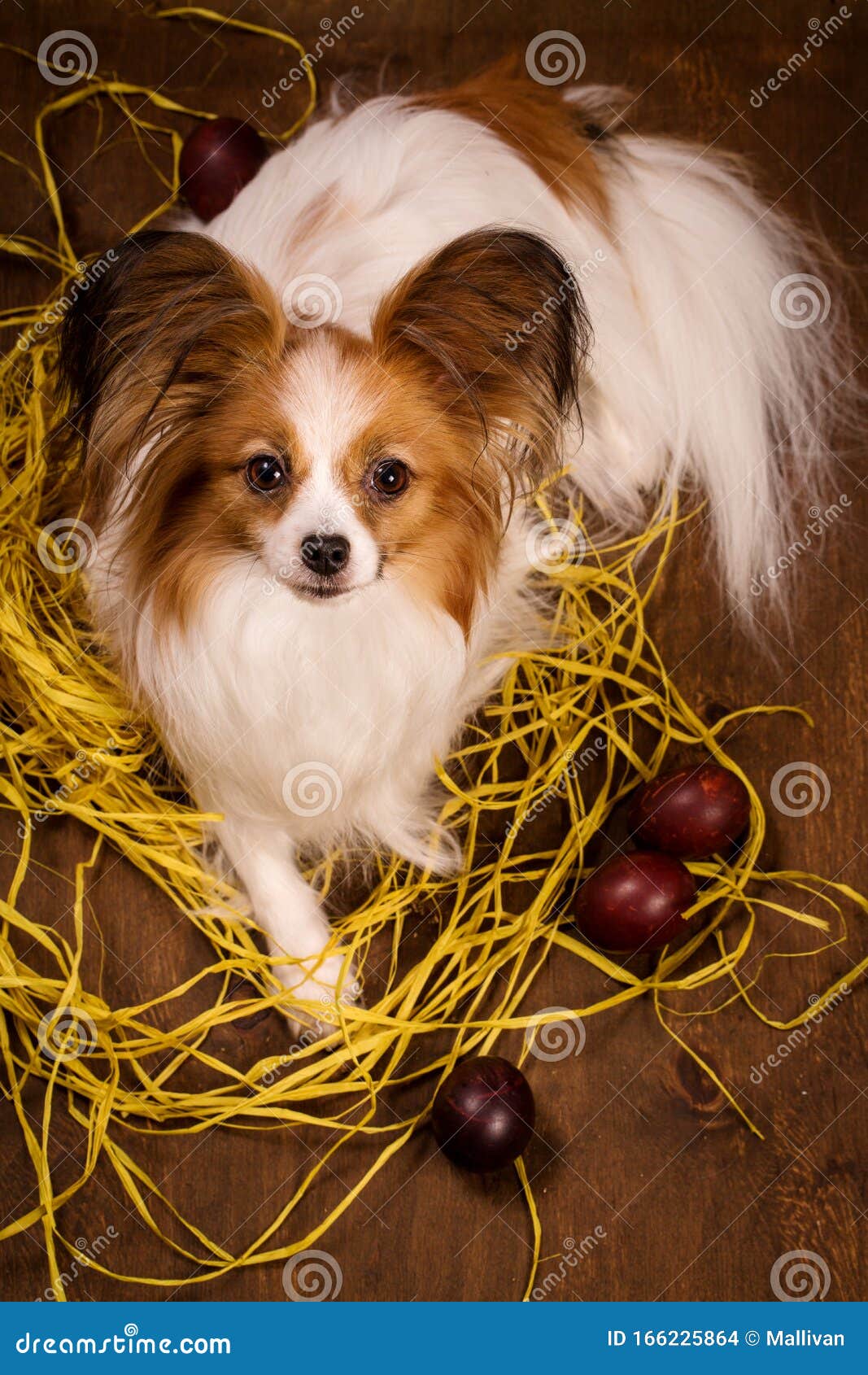 The Dog Hatches the Eggs in the Nest Stock Photo - Image of nest, eggs ...