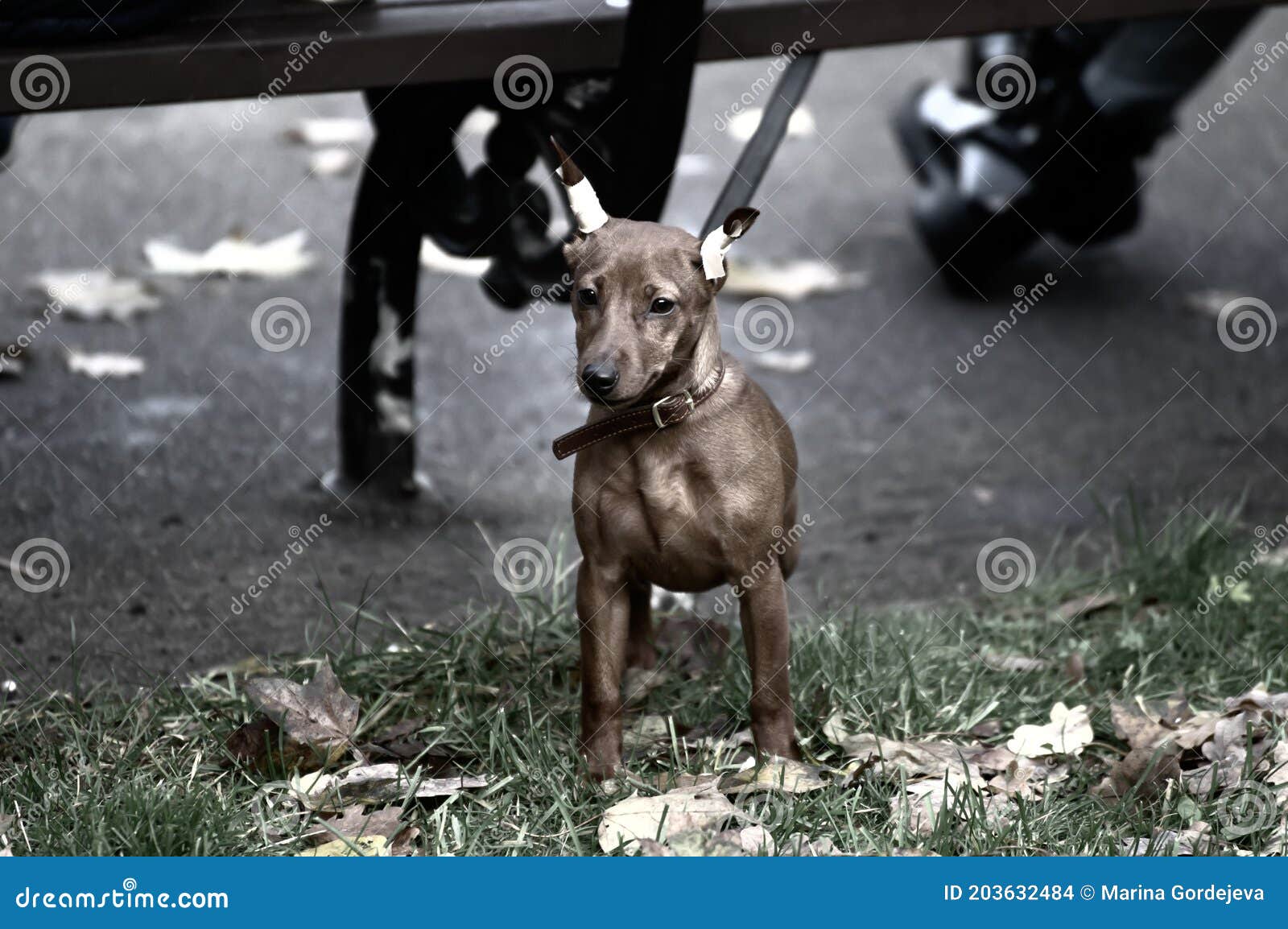 The Dog Guards the Owner while he is Resting on a Park Bench Stock ...