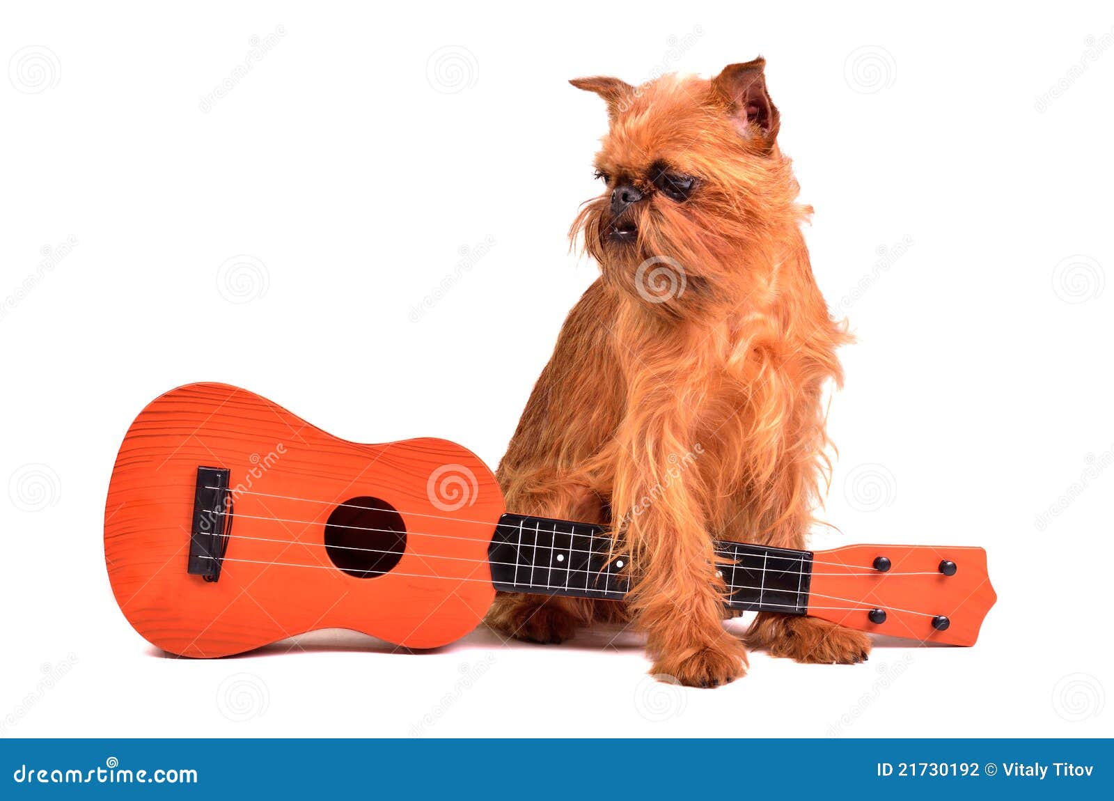Dog with guitar stock photo. Image of brussels, guitar - 21730192
