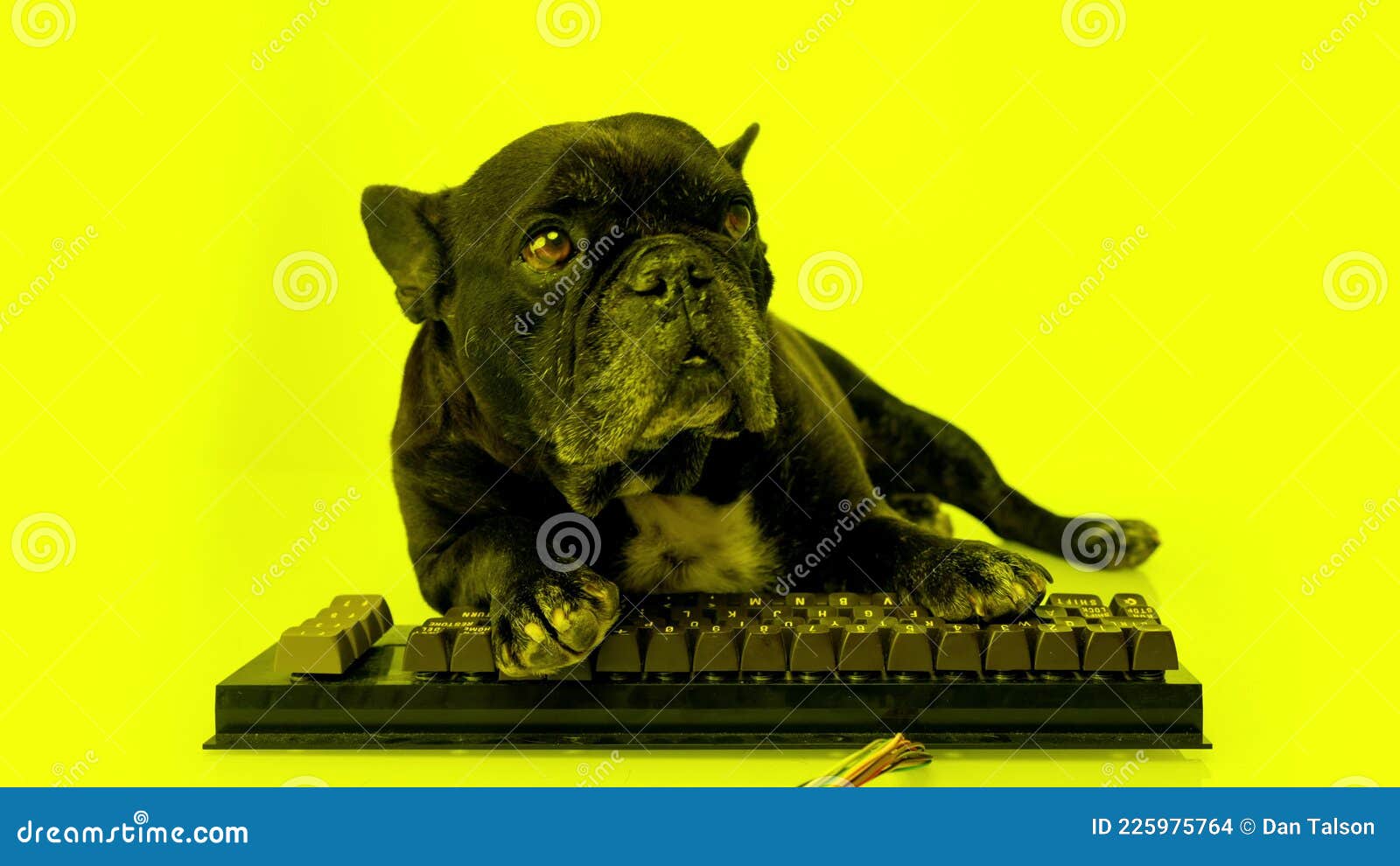 Puppy Hacker with Computer Keyboard Stock Footage - Video of keyboard ...