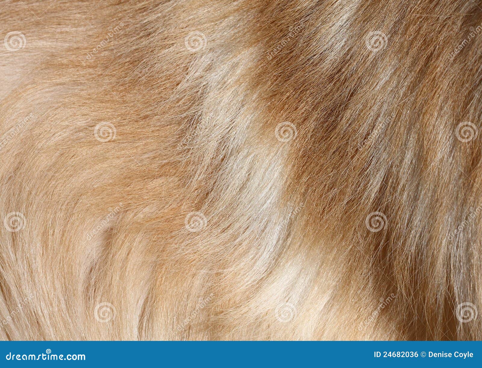 Dog hair stock photo. Image of animal, fiber, hairy, mutt - 24682036