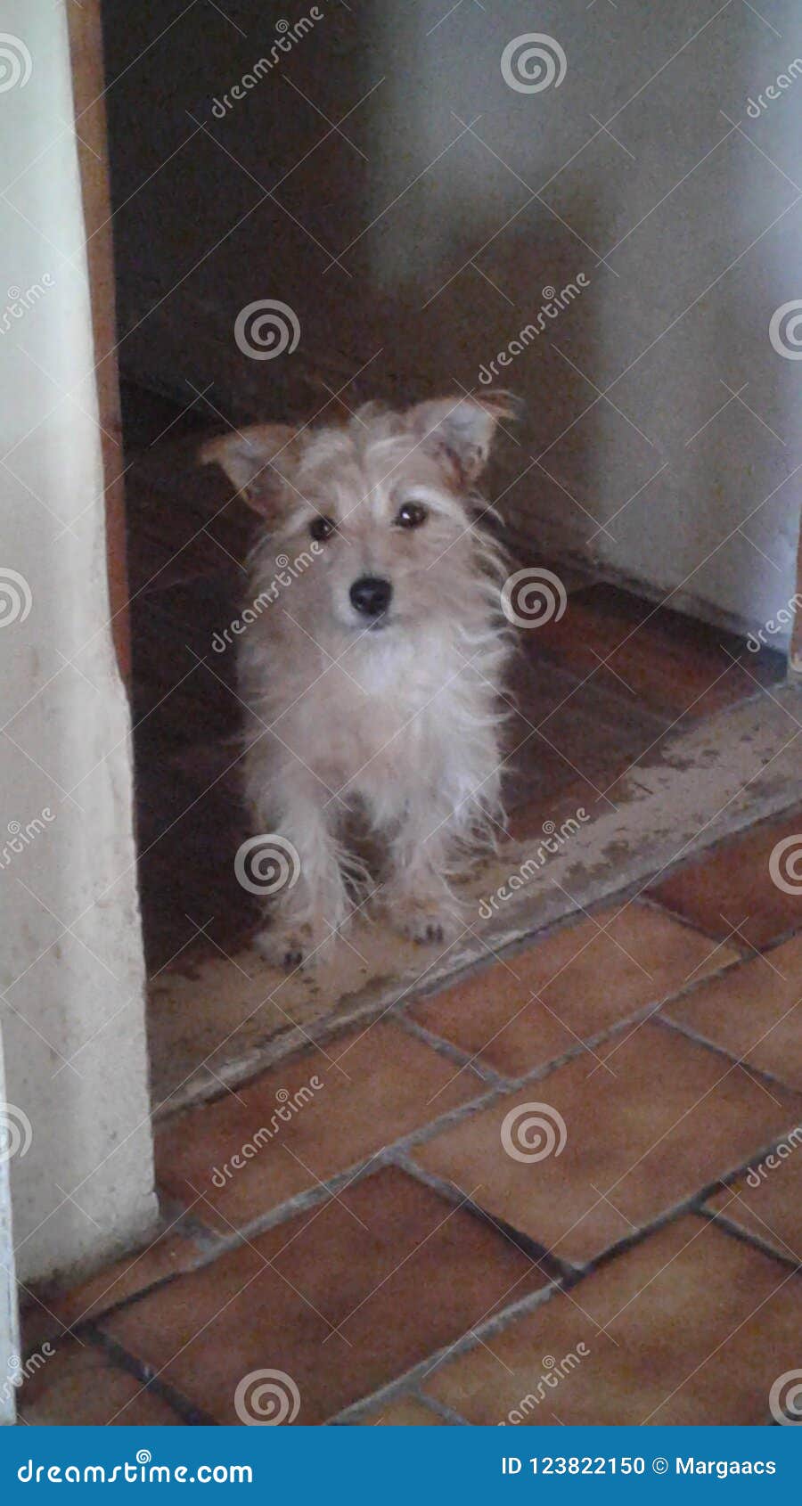Dog stock photo. Image of kennel, animal, shelter, hallway - 123822150