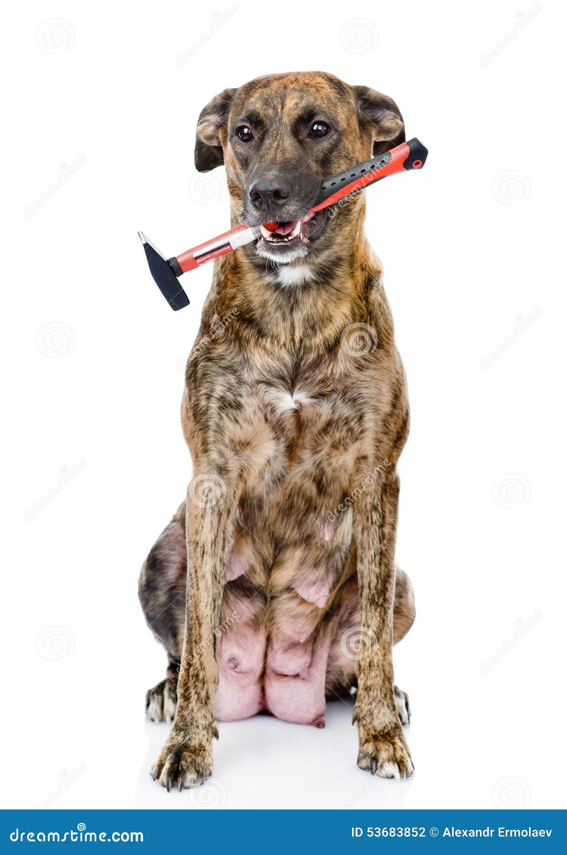 318 Dog Hammer Photos - Free & Royalty-Free Stock Photos from Dreamstime