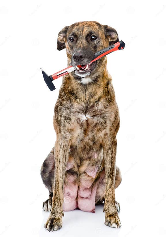 Dog with Hammer. Isolated on White Background Stock Photo - Image of ...