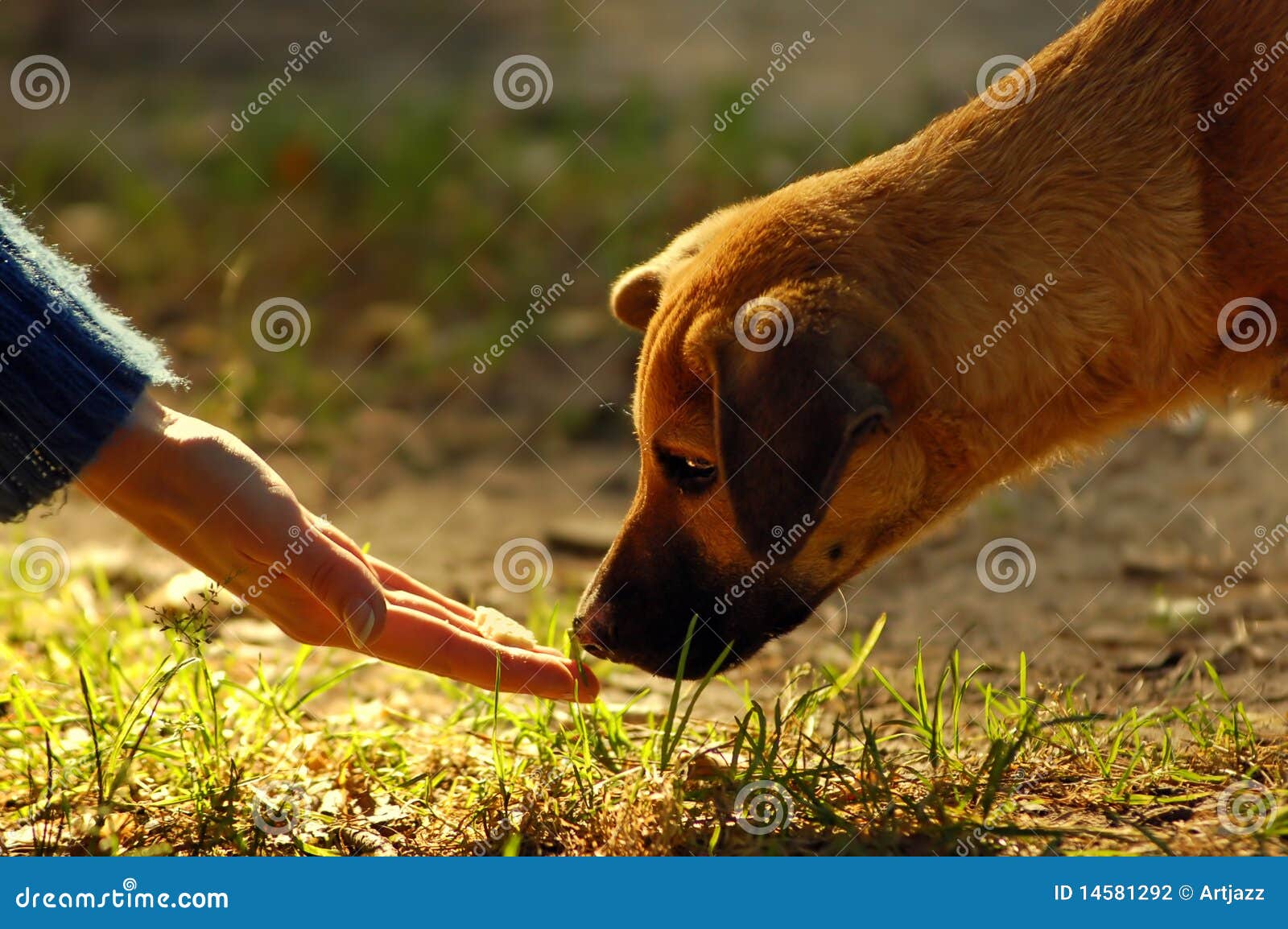 Dog and hand stock photo. Image of giving, hungry, pretty - 14581292