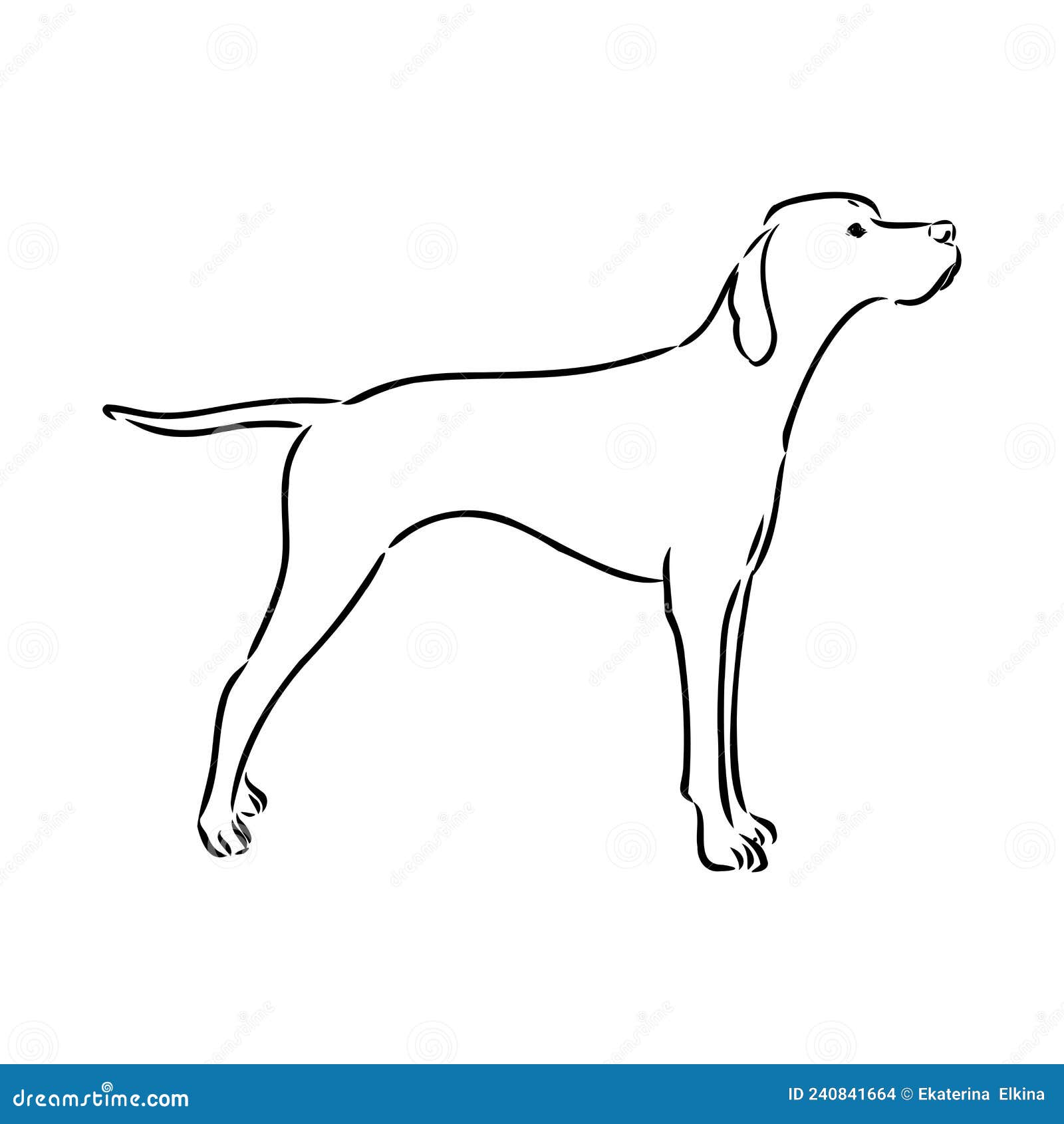 Dog Hand Drawn. Pointer stock vector. Illustration of graphic - 240841664