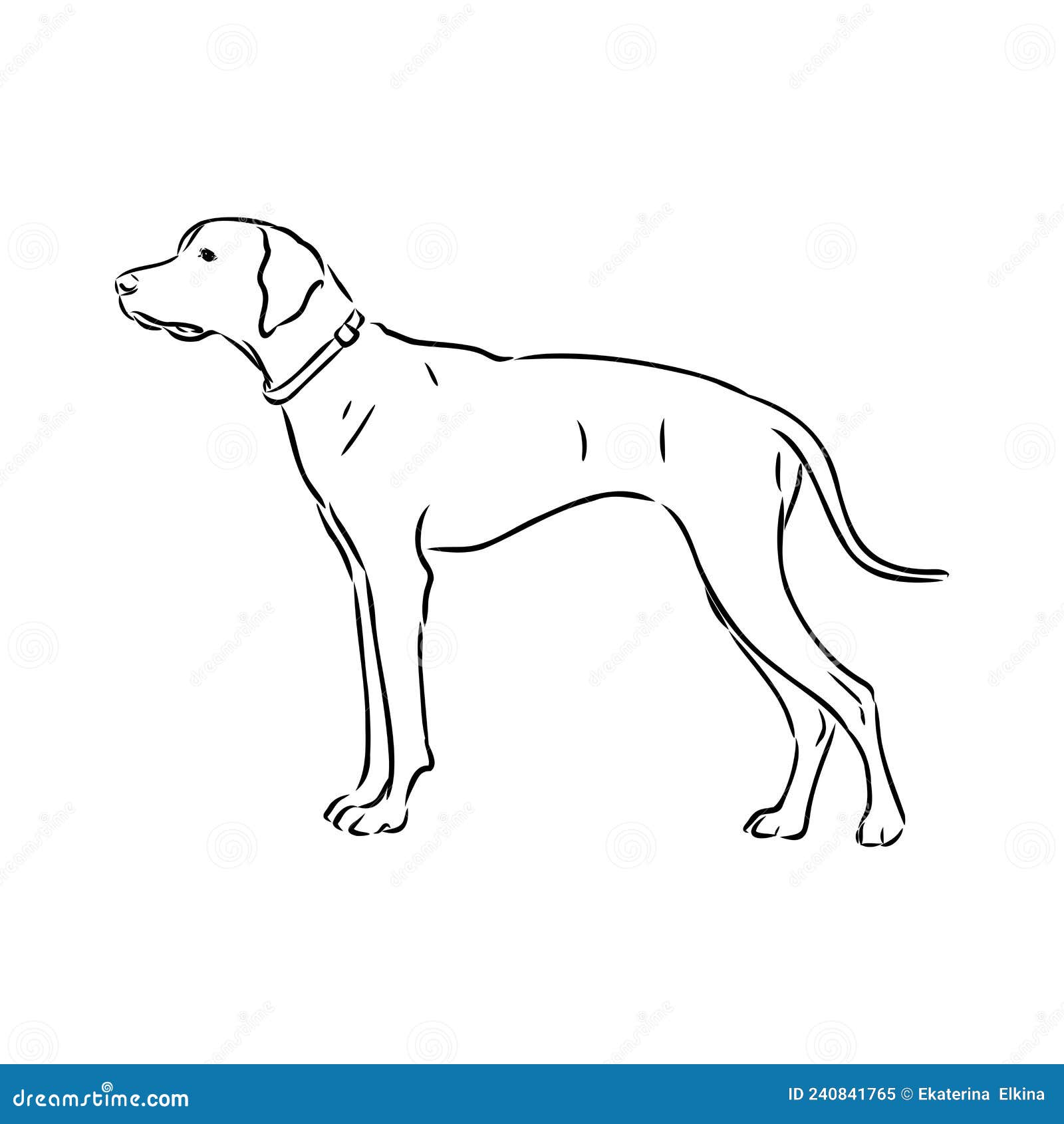 Dog Hand Drawn. Pointer stock vector. Illustration of pointer - 240841765