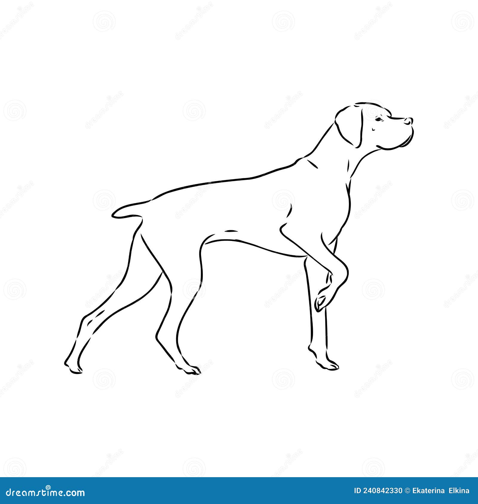 Dog Hand Drawn. Pointer stock vector. Illustration of symbol - 240842330