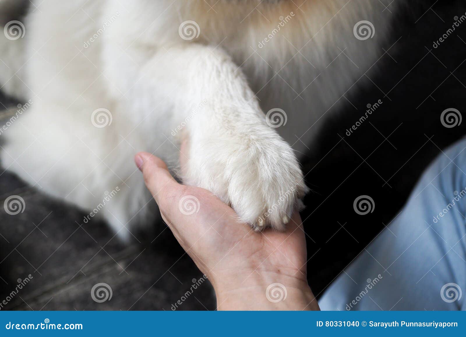 Dog Hand Shaking with Human - Friendship and Pet Training Concept Stock ...