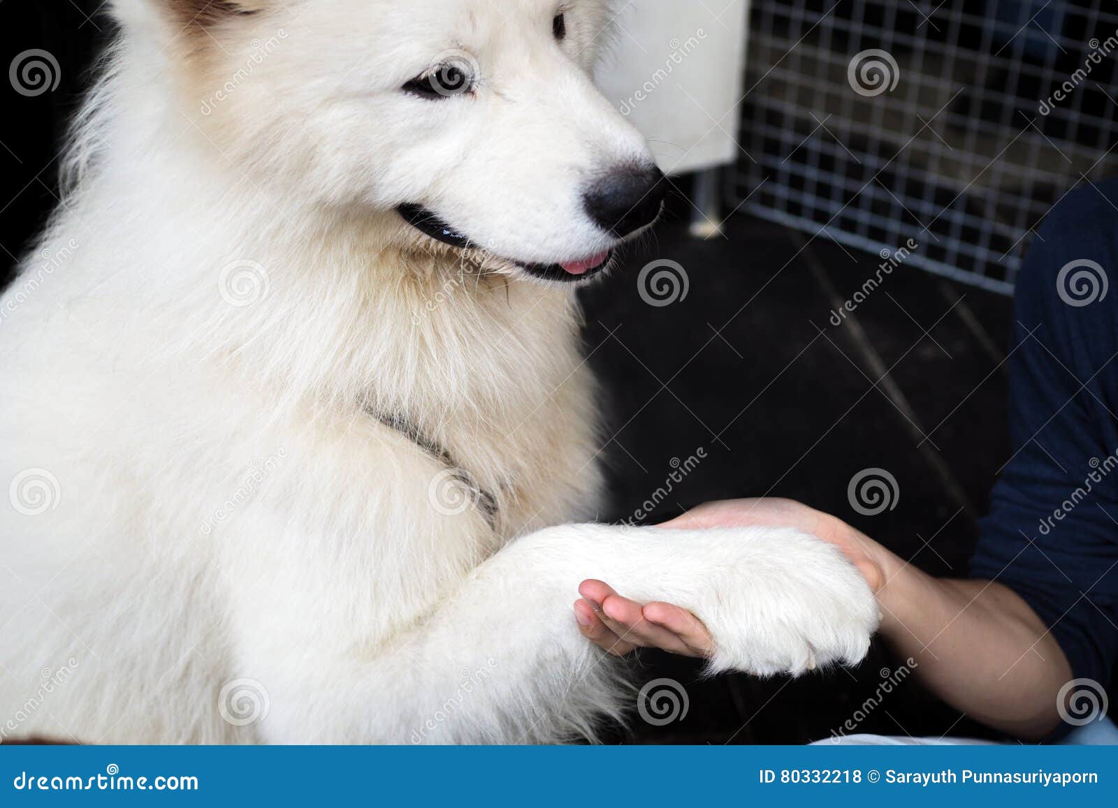 Dog Hand Shaking with Human - Friendship and Pet Training Concept Stock ...